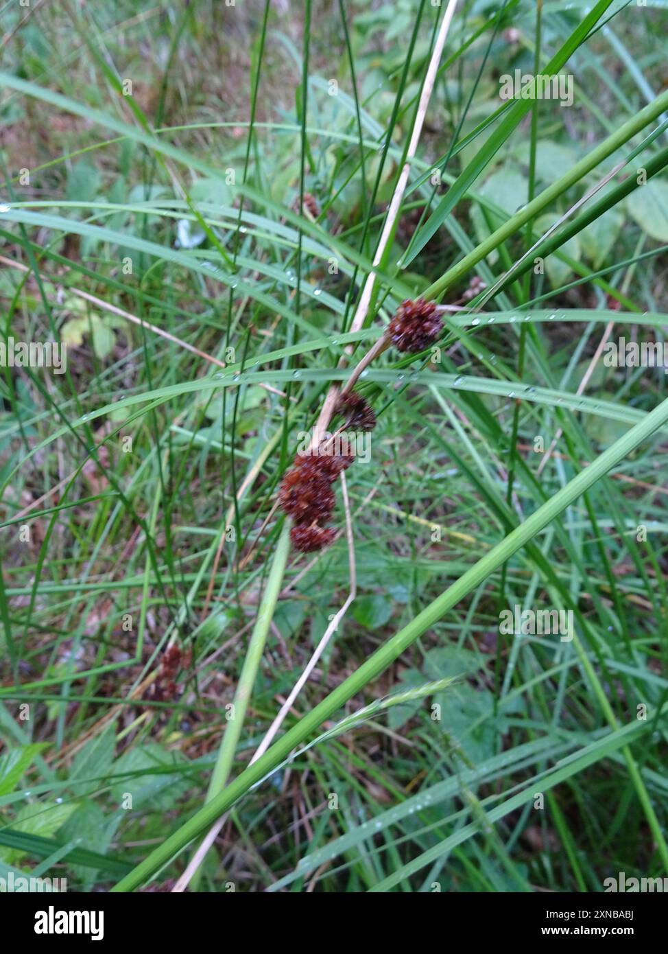 Compact Rush (Juncus conglomeratus) Plantae Stock Photo - Alamy