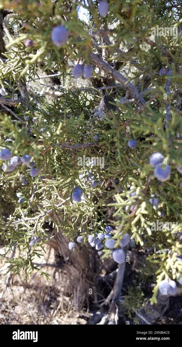 California juniper (Juniperus californica) Plantae Stock Photo - Alamy