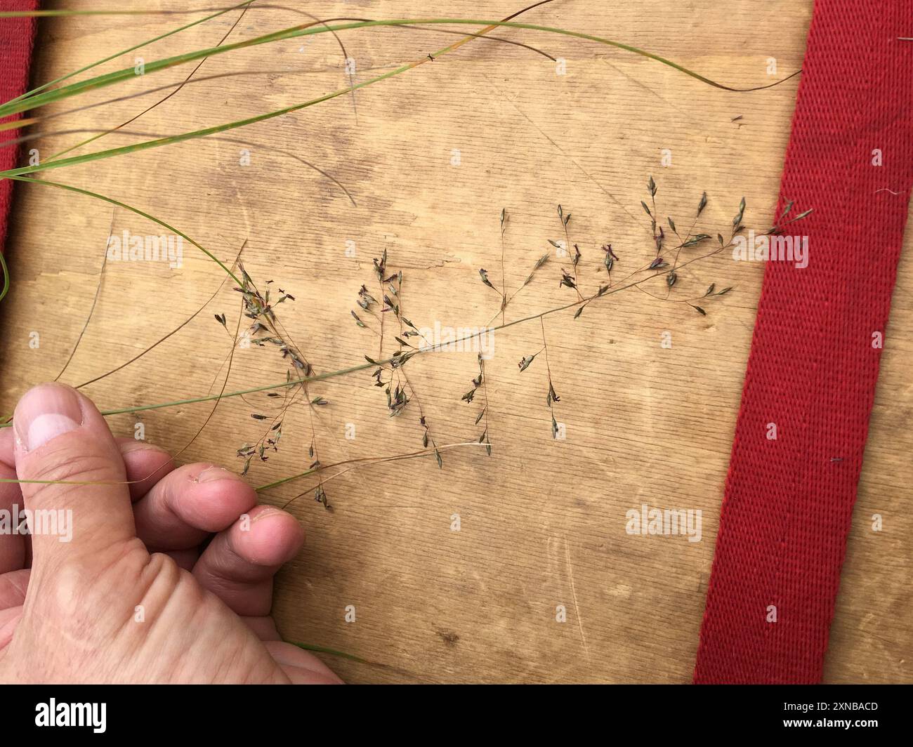 prairie dropseed (Sporobolus heterolepis) Plantae Stock Photo - Alamy