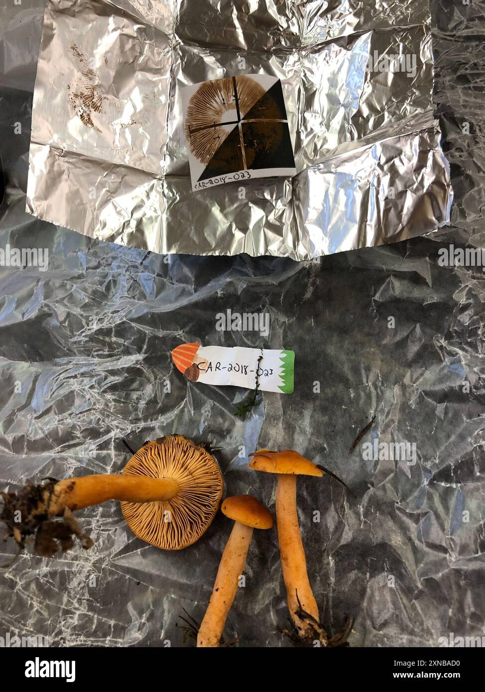 Candy Cap (Lactarius rubidus) Fungi Stock Photo - Alamy