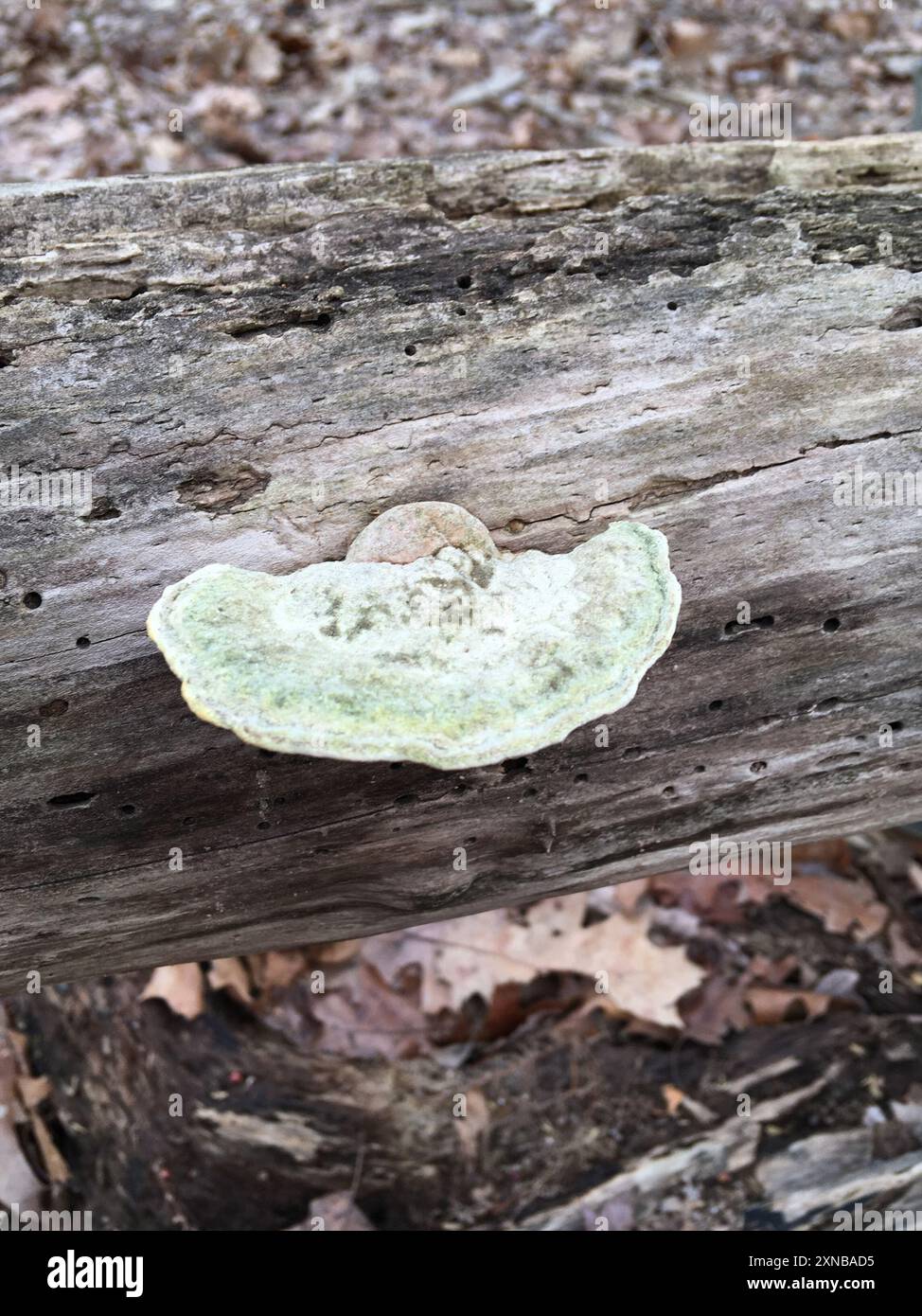 Lumpy Bracket (Trametes gibbosa) Fungi Stock Photo - Alamy