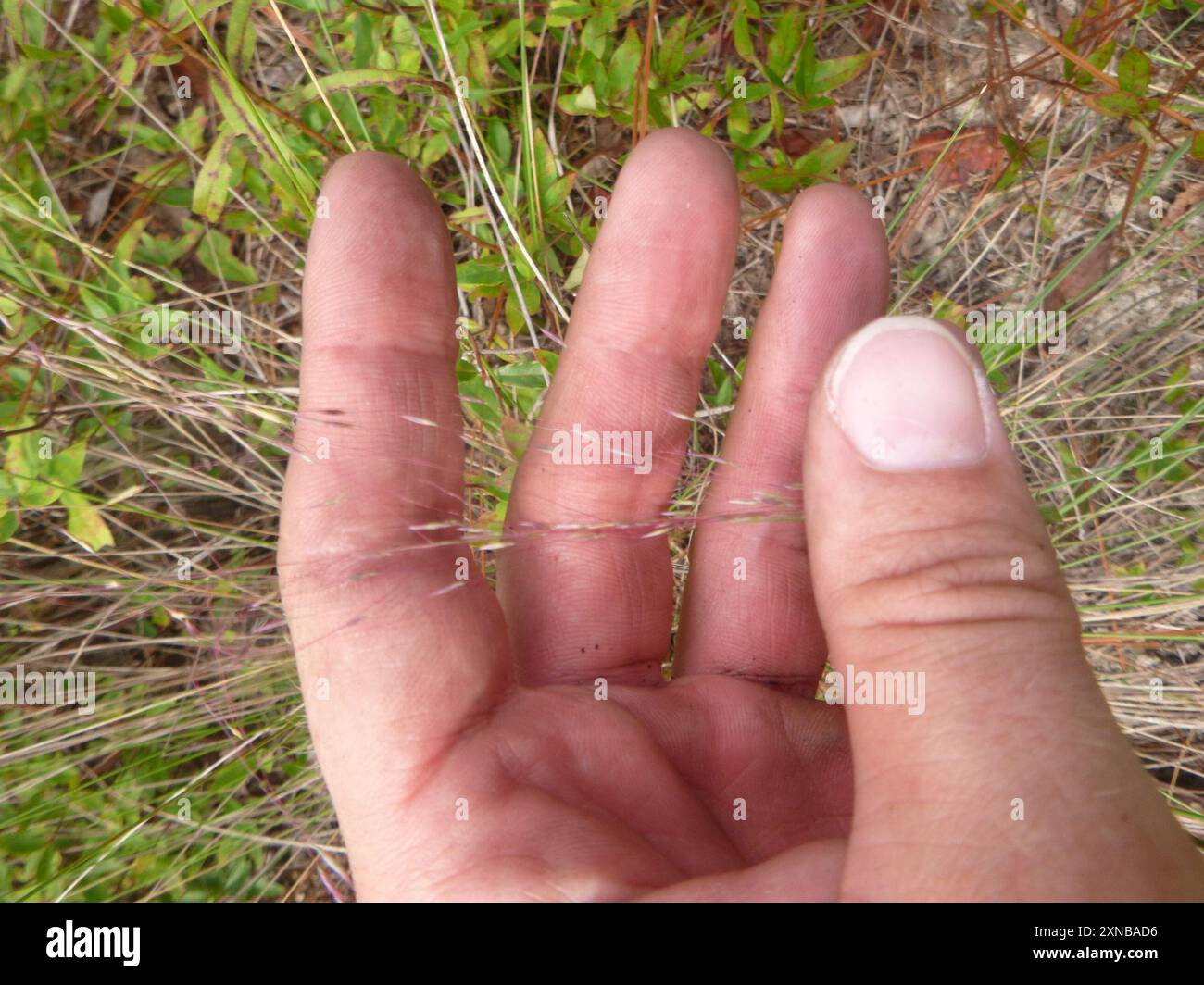 Hairawn Muhly (Muhlenbergia capillaris) Plantae Stock Photo - Alamy