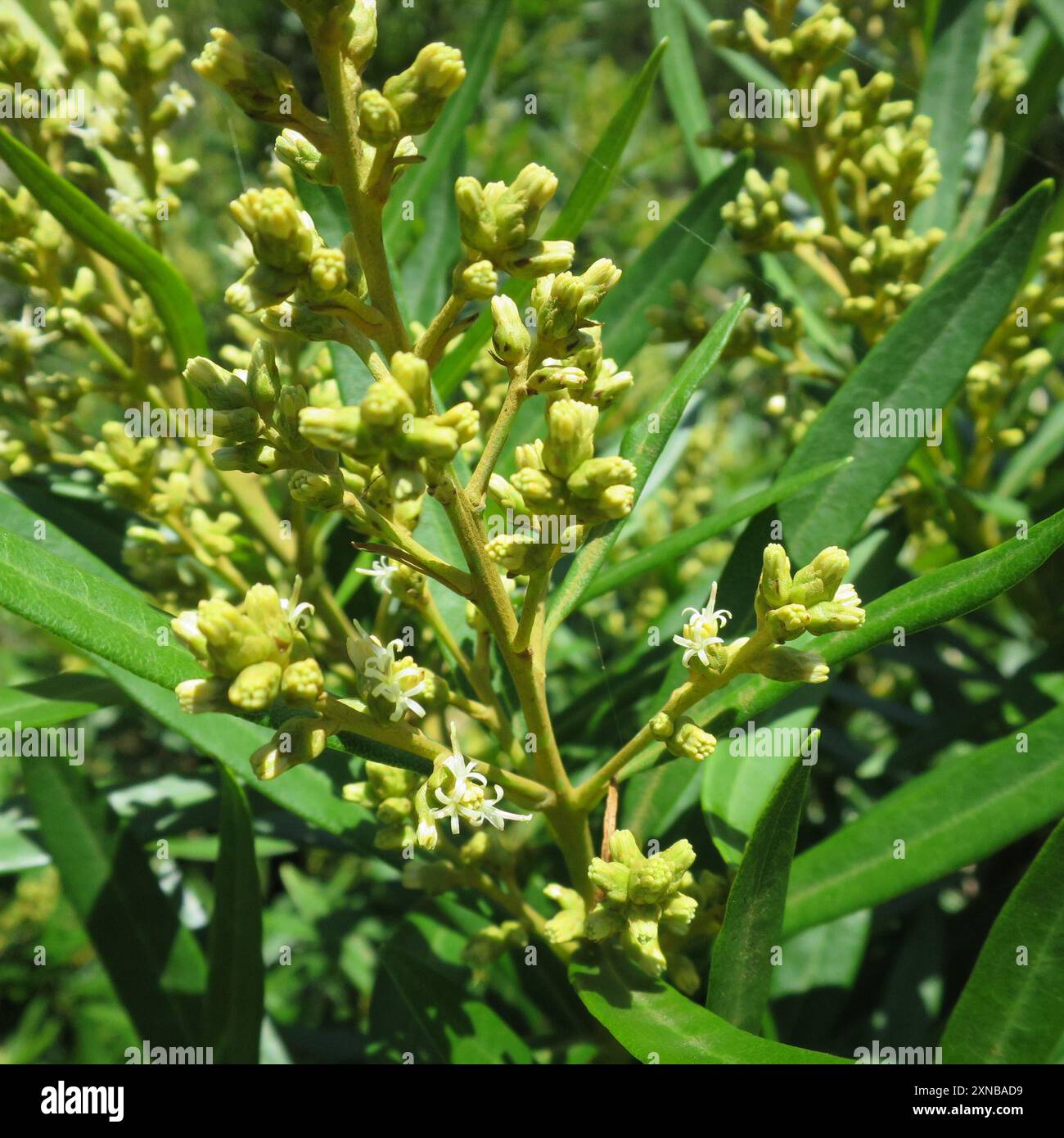 Water White-Alder (Brachylaena neriifolia) Plantae Stock Photo - Alamy