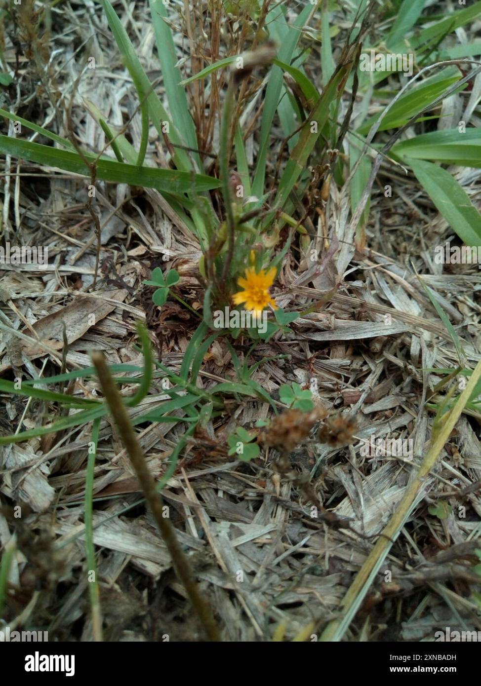 Dwarf dandelions (Krigia) Plantae Stock Photo - Alamy