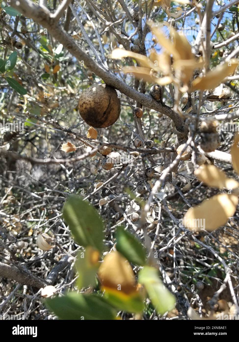 Live Oak Apple Gall Wasp (Amphibolips quercuspomiformis) Insecta Stock ...