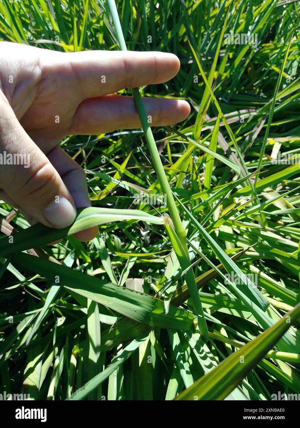 Dallis grass (Paspalum dilatatum) Plantae Stock Photo - Alamy