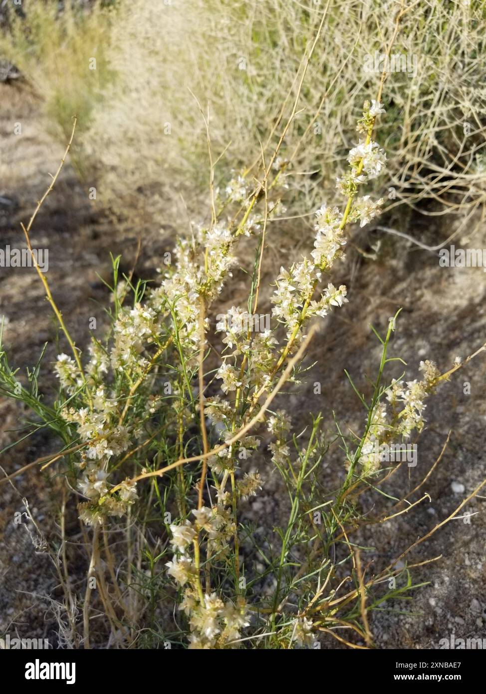 Cheesebush (Ambrosia salsola) Plantae Stock Photo - Alamy