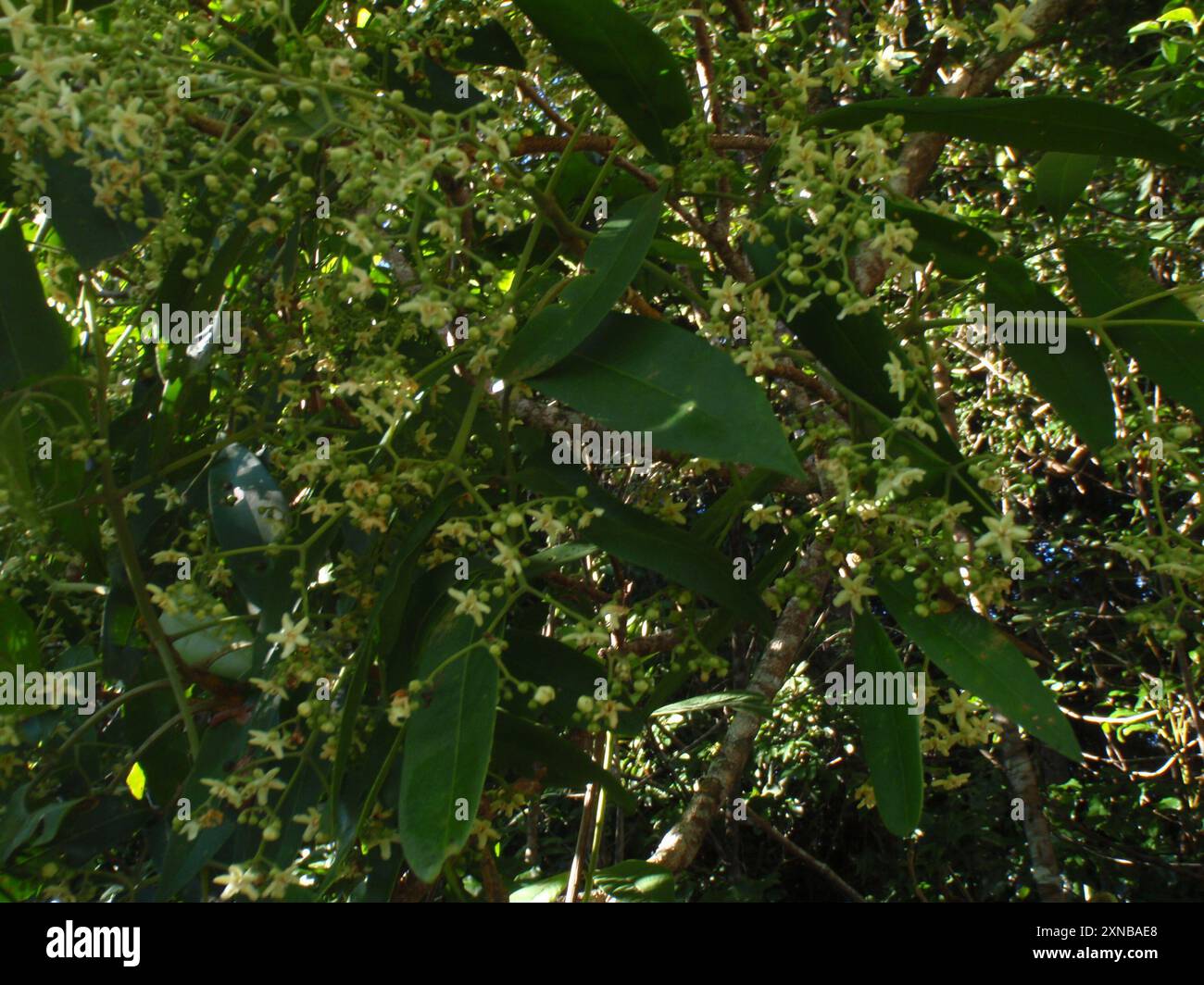 (Flindersia bourjotiana) Plantae Stock Photo - Alamy
