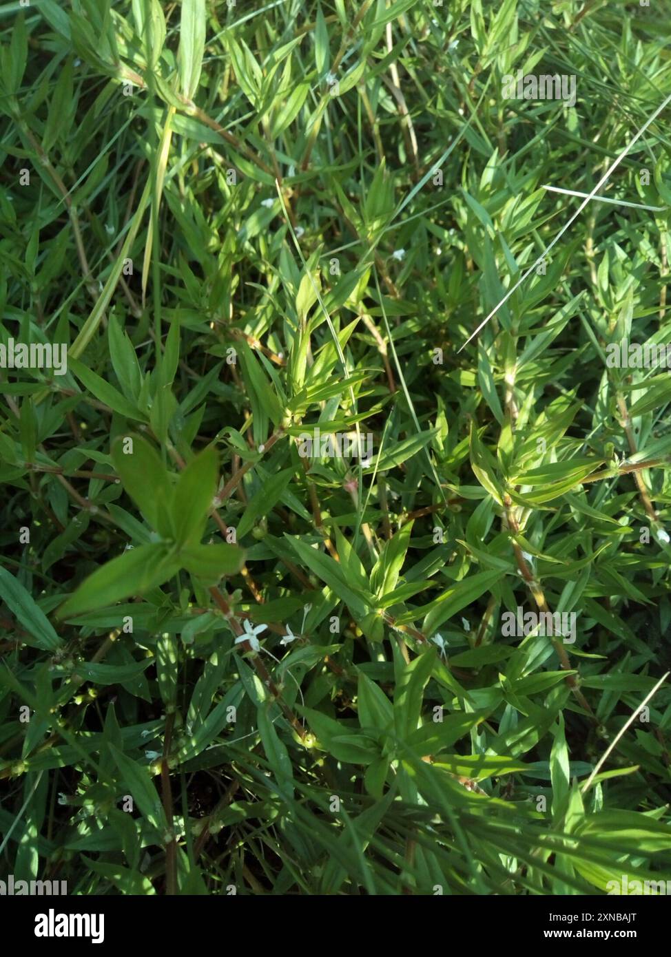 buttonweed (Diodia virginiana) Plantae Stock Photo - Alamy
