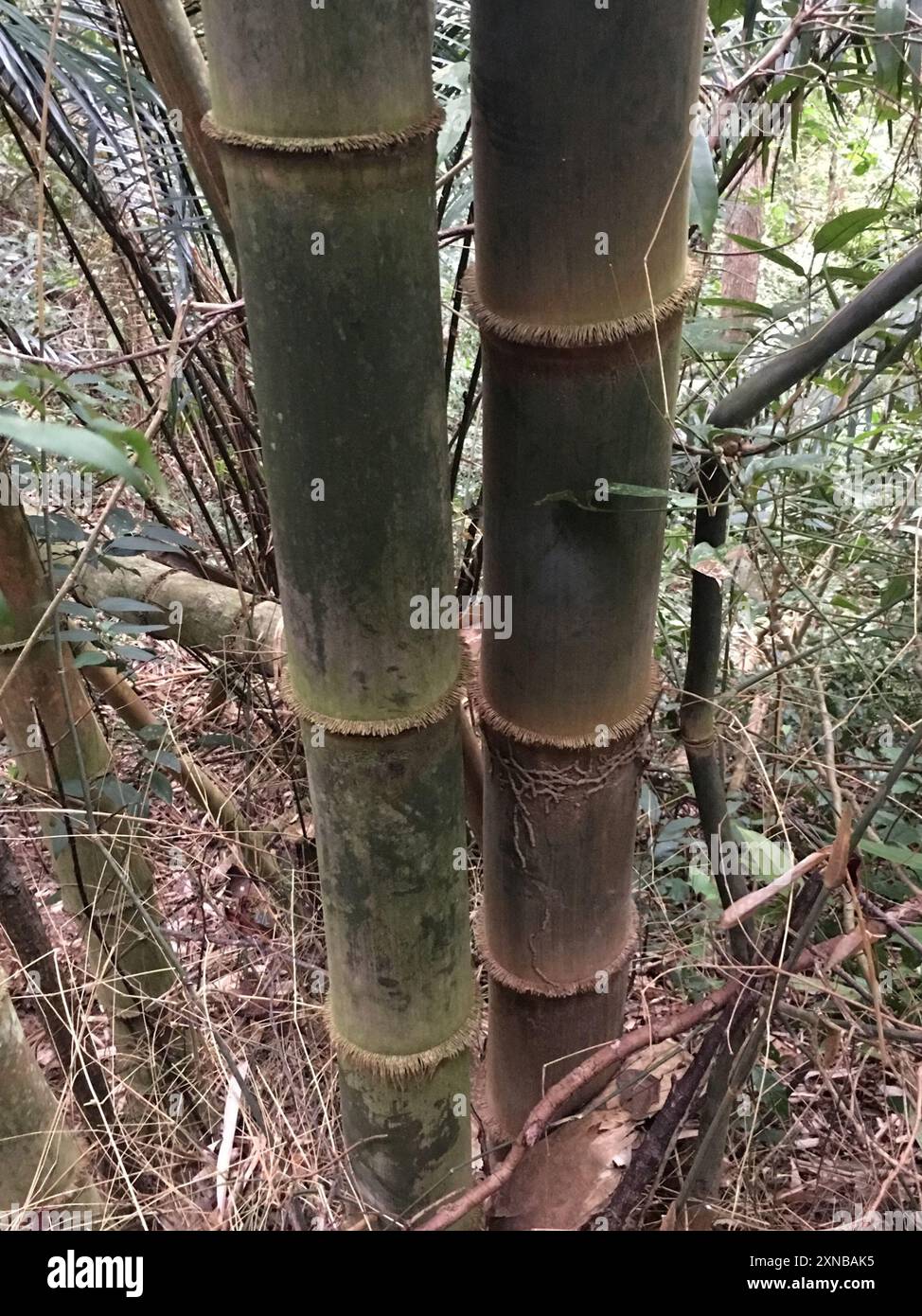 bamboos, canes, and allies (Bambusoideae) Plantae Stock Photo - Alamy