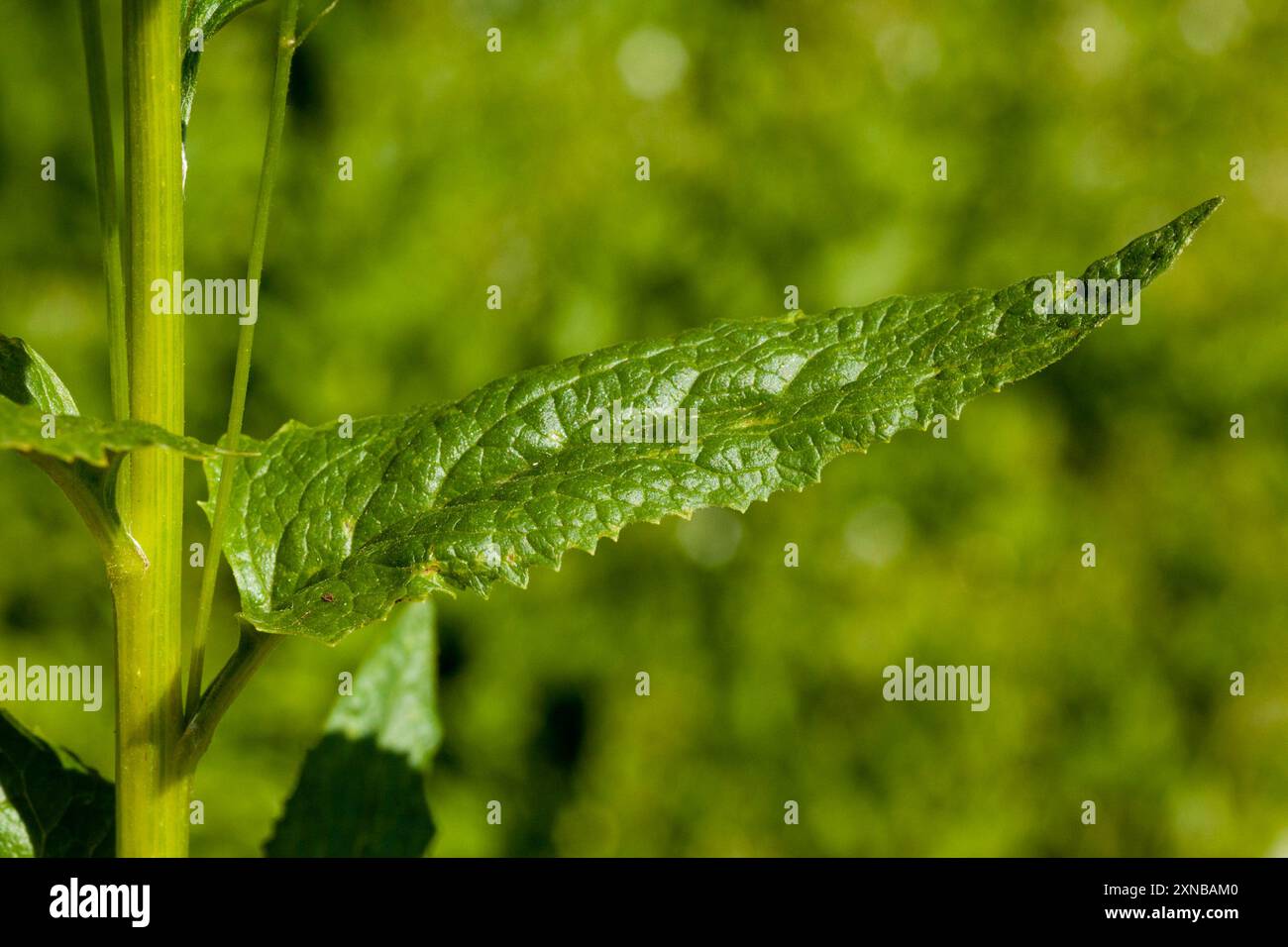 Arrowleaf Senecio (Senecio triangularis) Plantae Stock Photo - Alamy