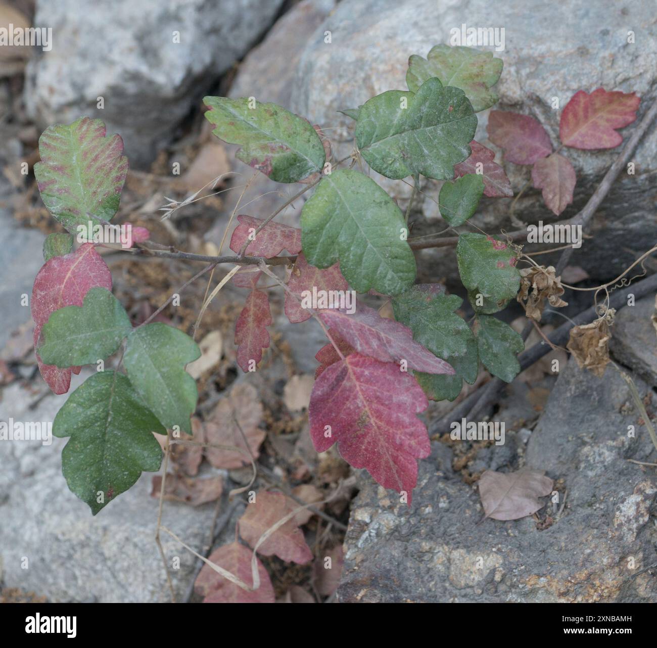 Pacific poison oak (Toxicodendron diversilobum) Plantae Stock Photo - Alamy