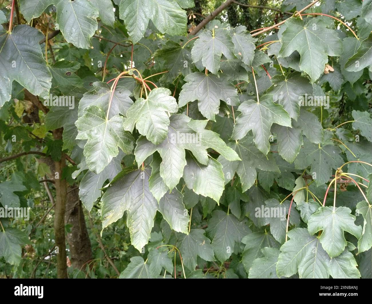 sycamore maple (Acer pseudoplatanus) Plantae Stock Photo - Alamy