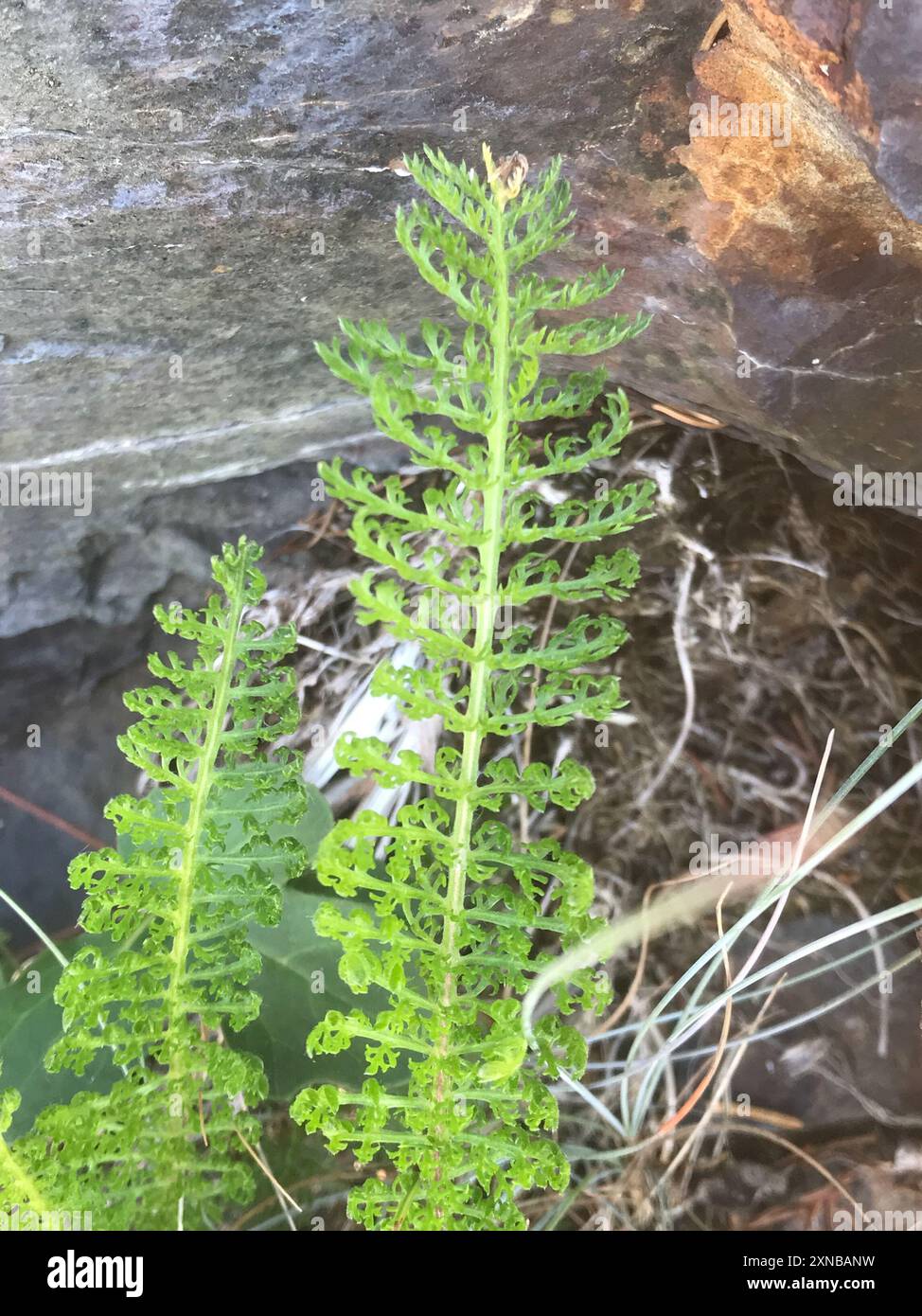 Northern Yarrow (Achillea millefolium borealis) Plantae Stock Photo - Alamy