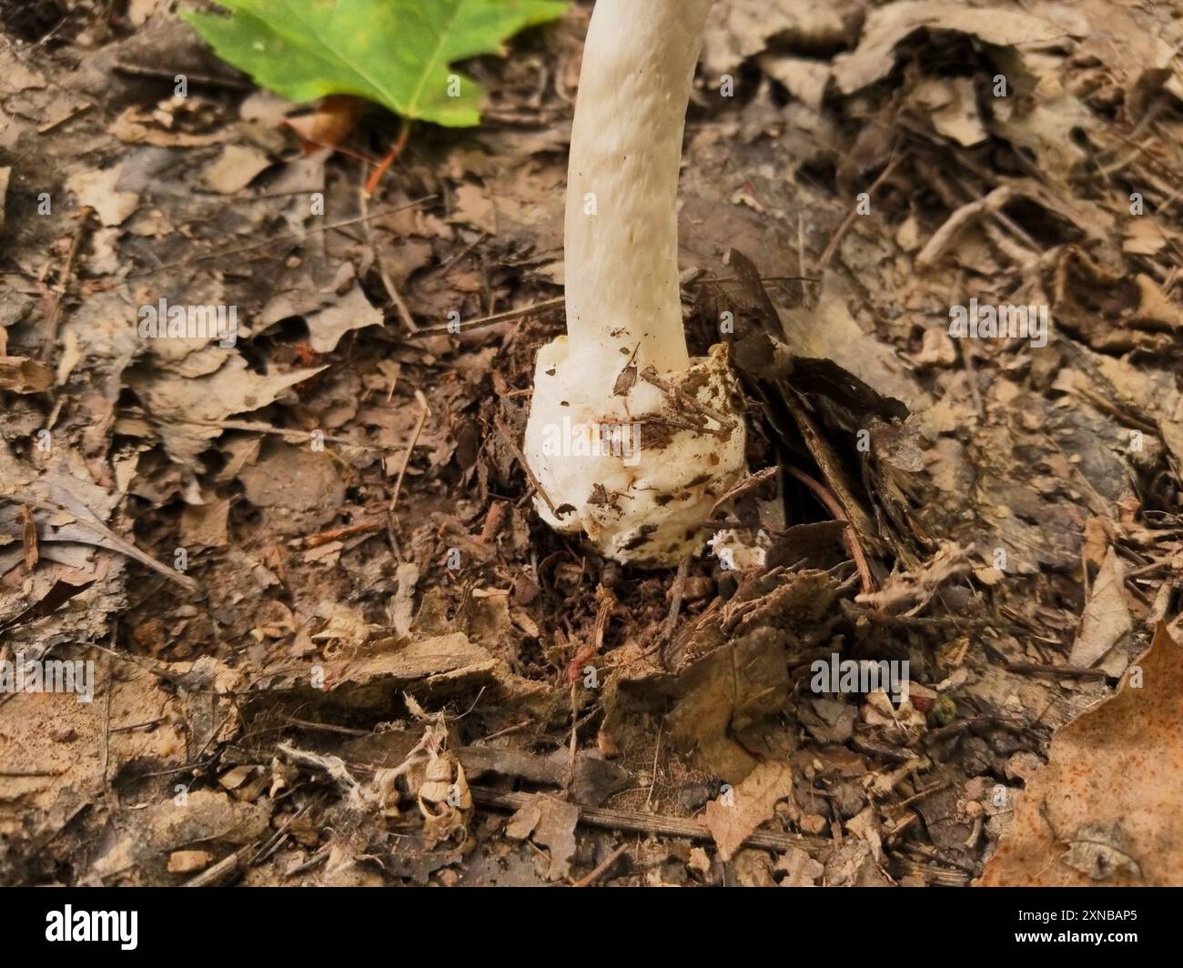 Eastern North American Destroying Angel (Amanita bisporigera) Fungi ...