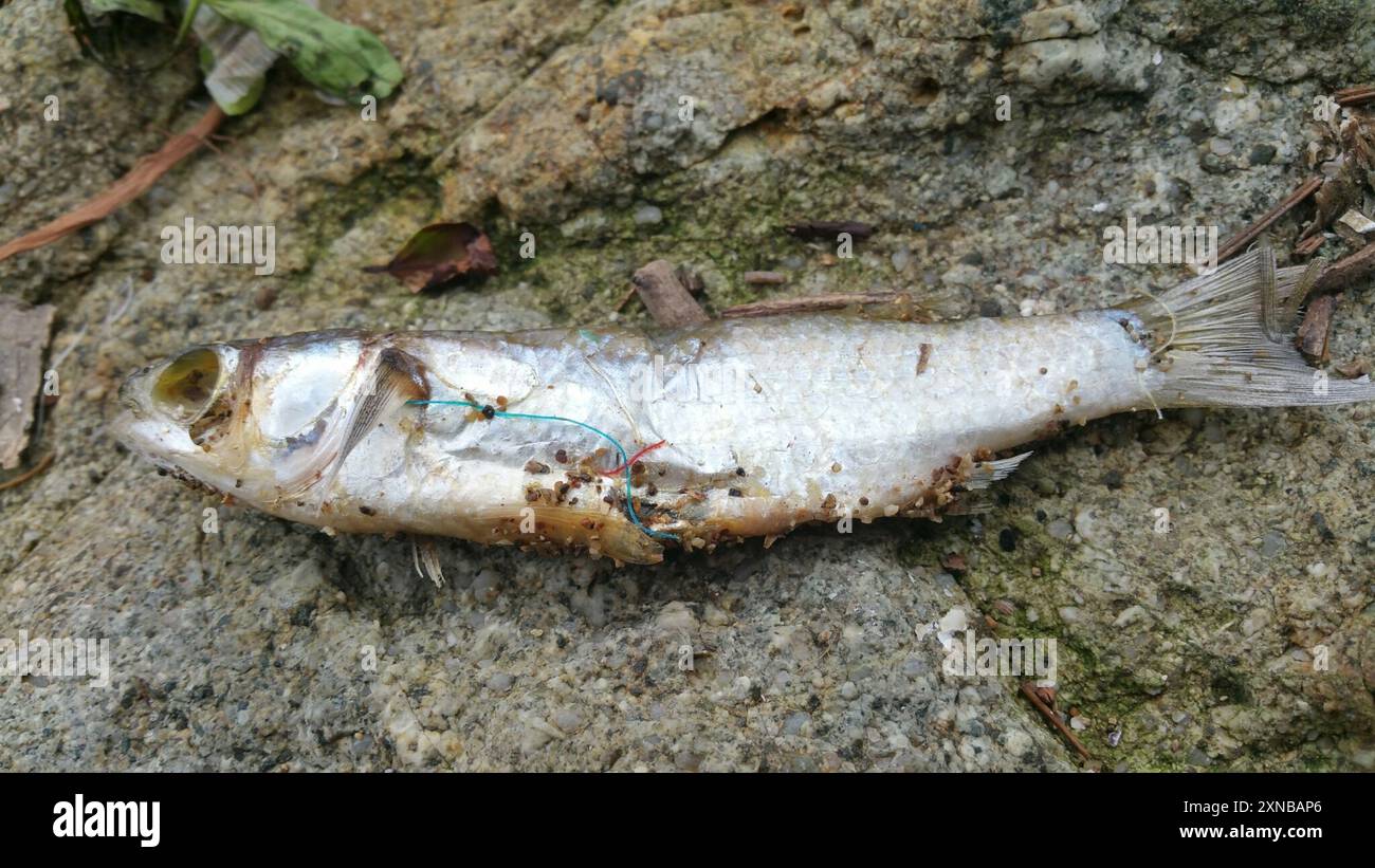 Mullets (Mugilidae) Actinopterygii Stock Photo - Alamy