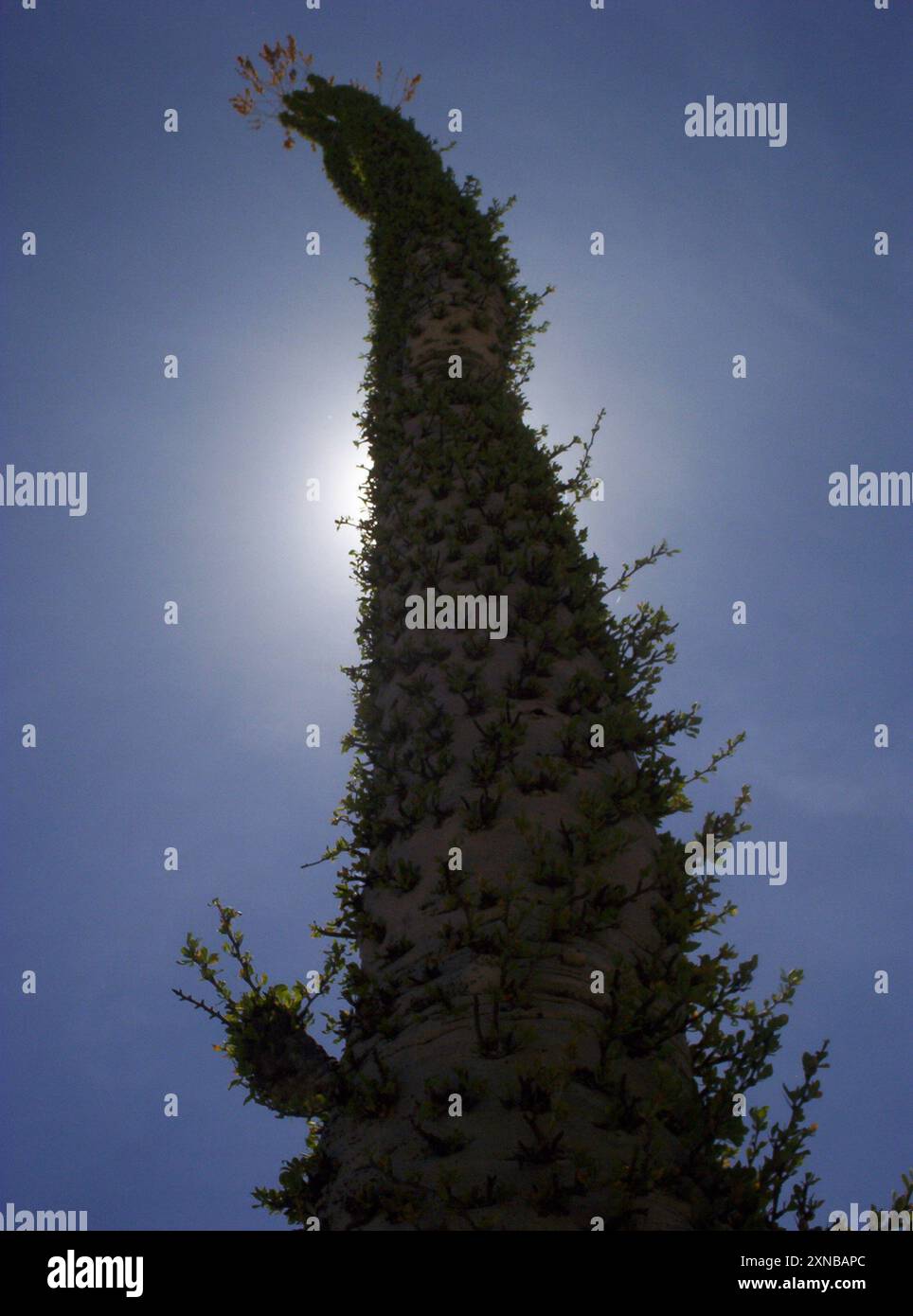 Boojum tree (Fouquieria columnaris) Plantae Stock Photo - Alamy