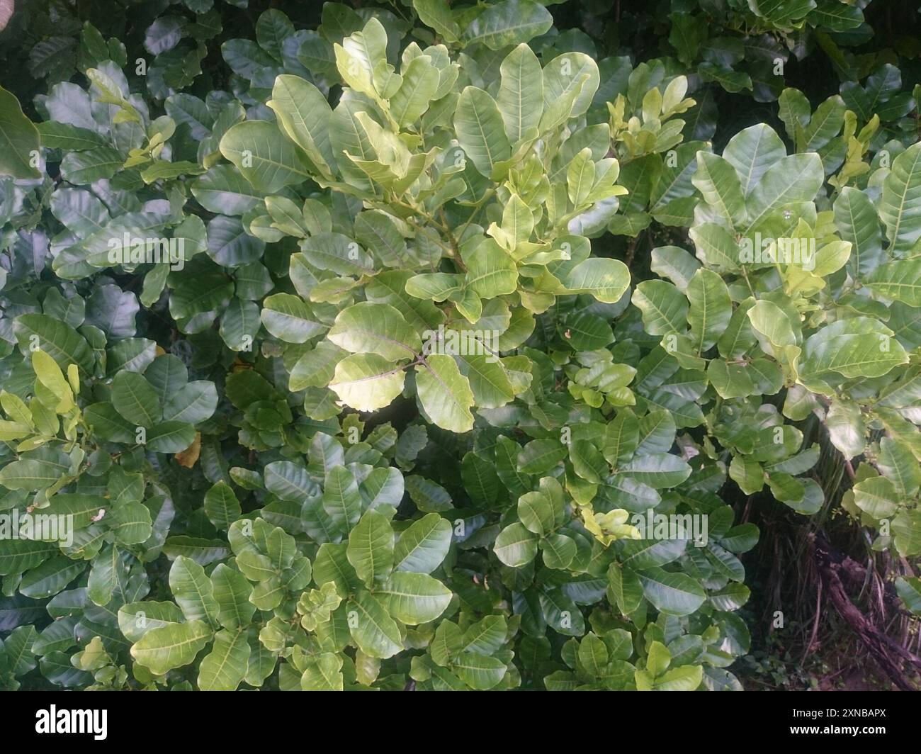 Kohekohe (Didymocheton spectabilis) Plantae Stock Photo - Alamy