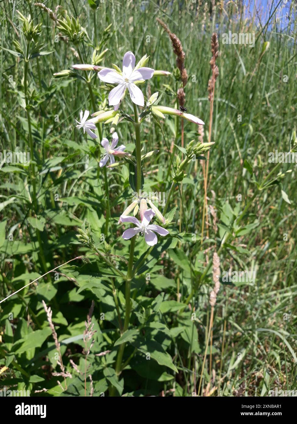 common soapwort (Saponaria officinalis) Plantae Stock Photo - Alamy