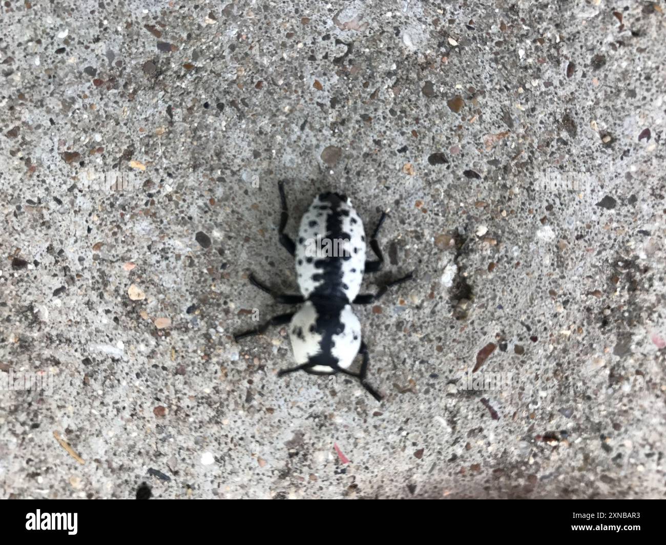 Texas Ironclad Beetle (Zopherus nodulosus haldemani) Insecta Stock ...