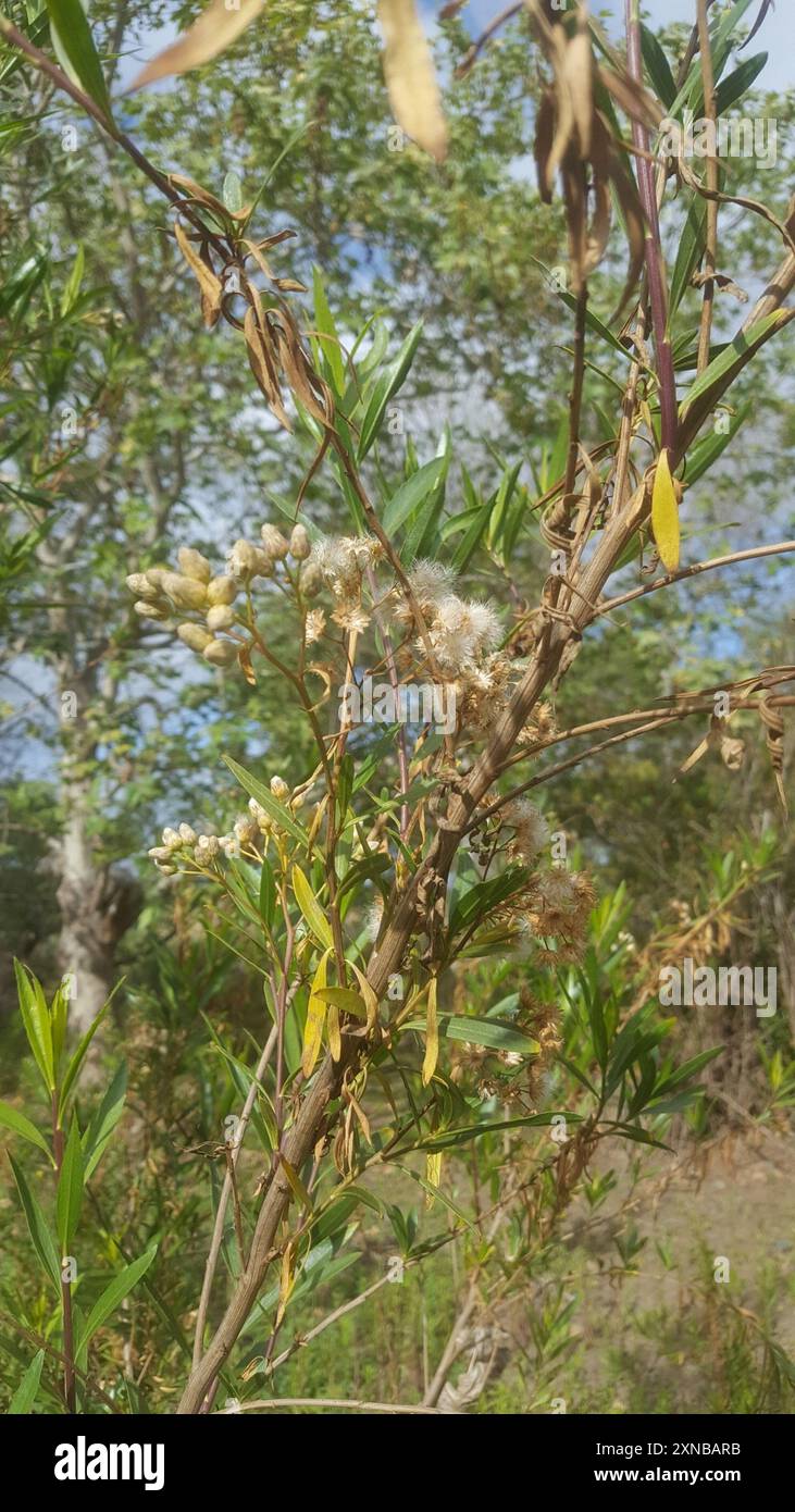 mule fat (Baccharis salicifolia) Plantae Stock Photo - Alamy