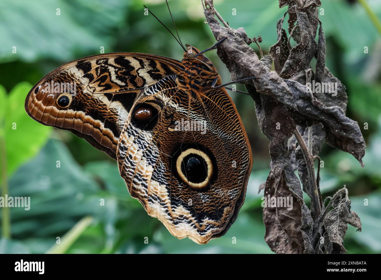 Owl Butterfly (Caligo memnon) displayed at the Mindo Butterfly ...