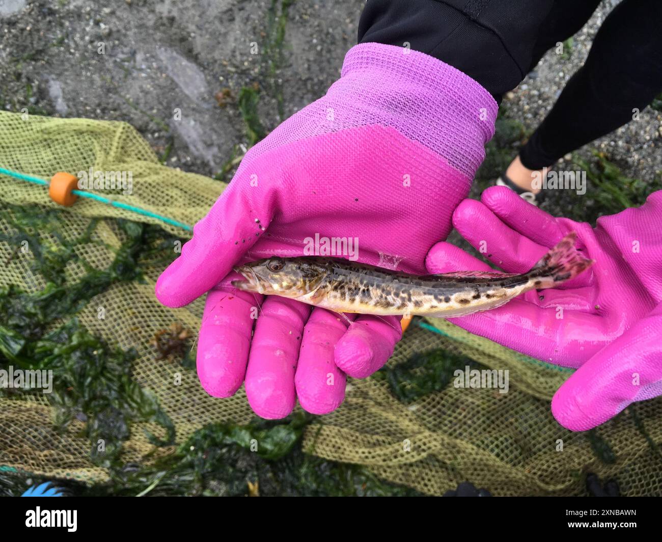 Lingcod (Ophiodon elongatus) Actinopterygii Stock Photo - Alamy