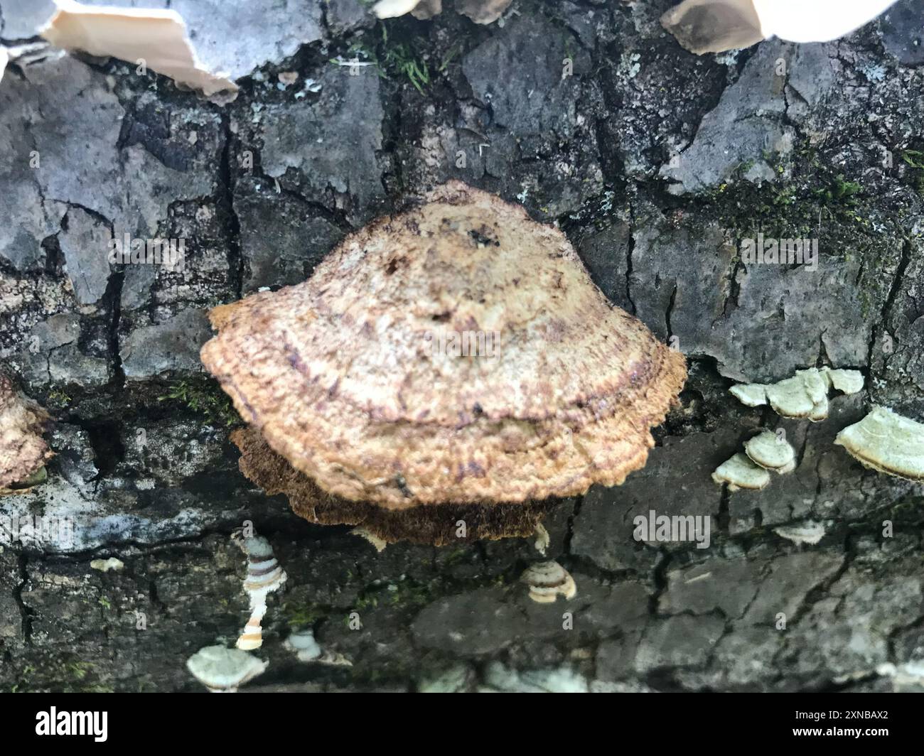 violet-toothed polypore (Trichaptum biforme) Fungi Stock Photo - Alamy