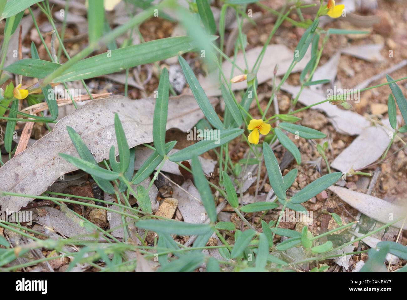 Zornia (Zornia dyctiocarpa) Plantae Stock Photo - Alamy
