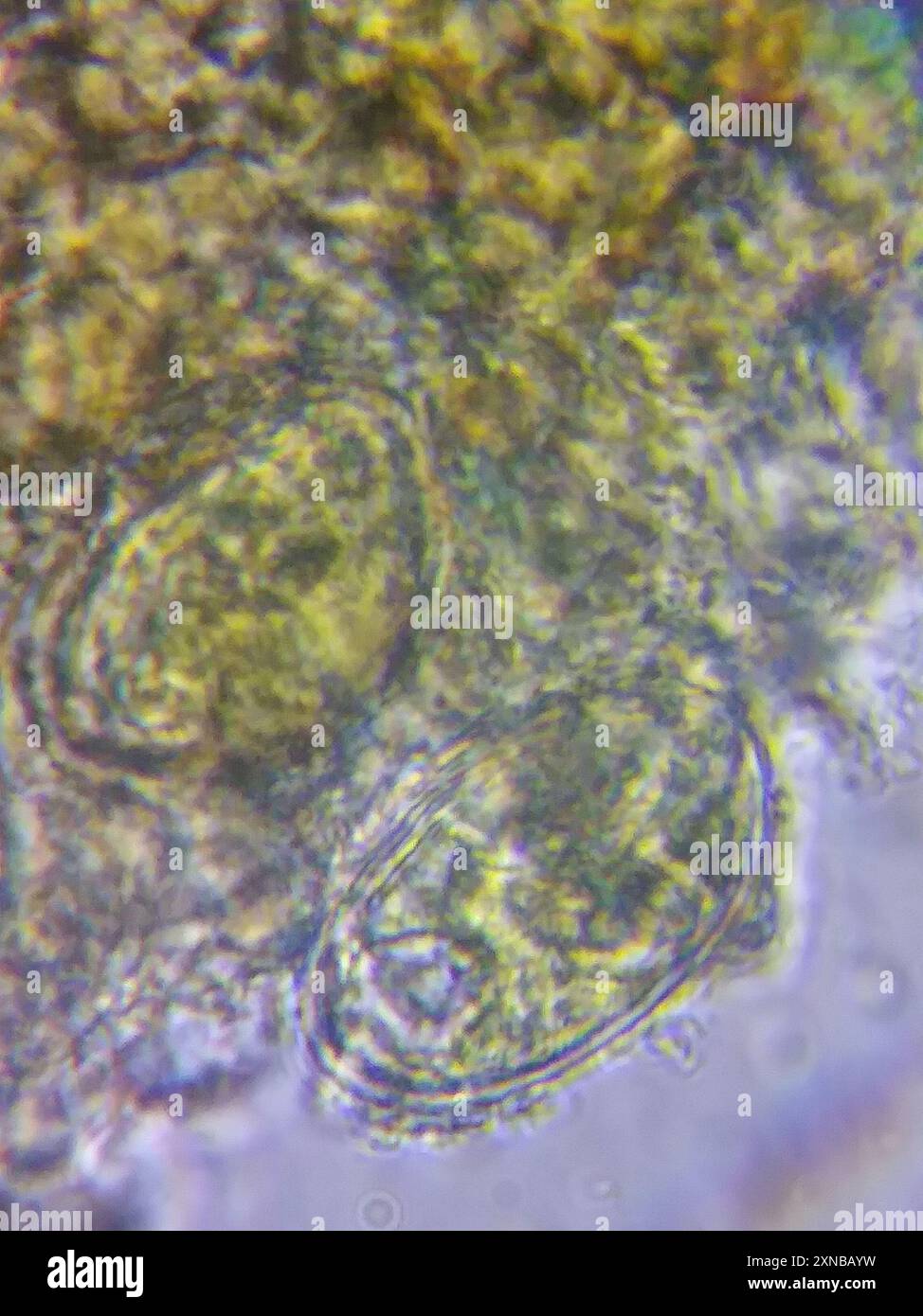 Half-free Morel (Morchella punctipes) Fungi Stock Photo - Alamy