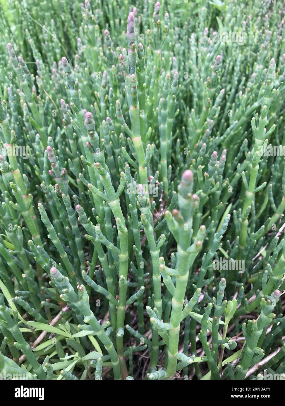 Pacific Glasswort (Salicornia pacifica) Plantae Stock Photo - Alamy