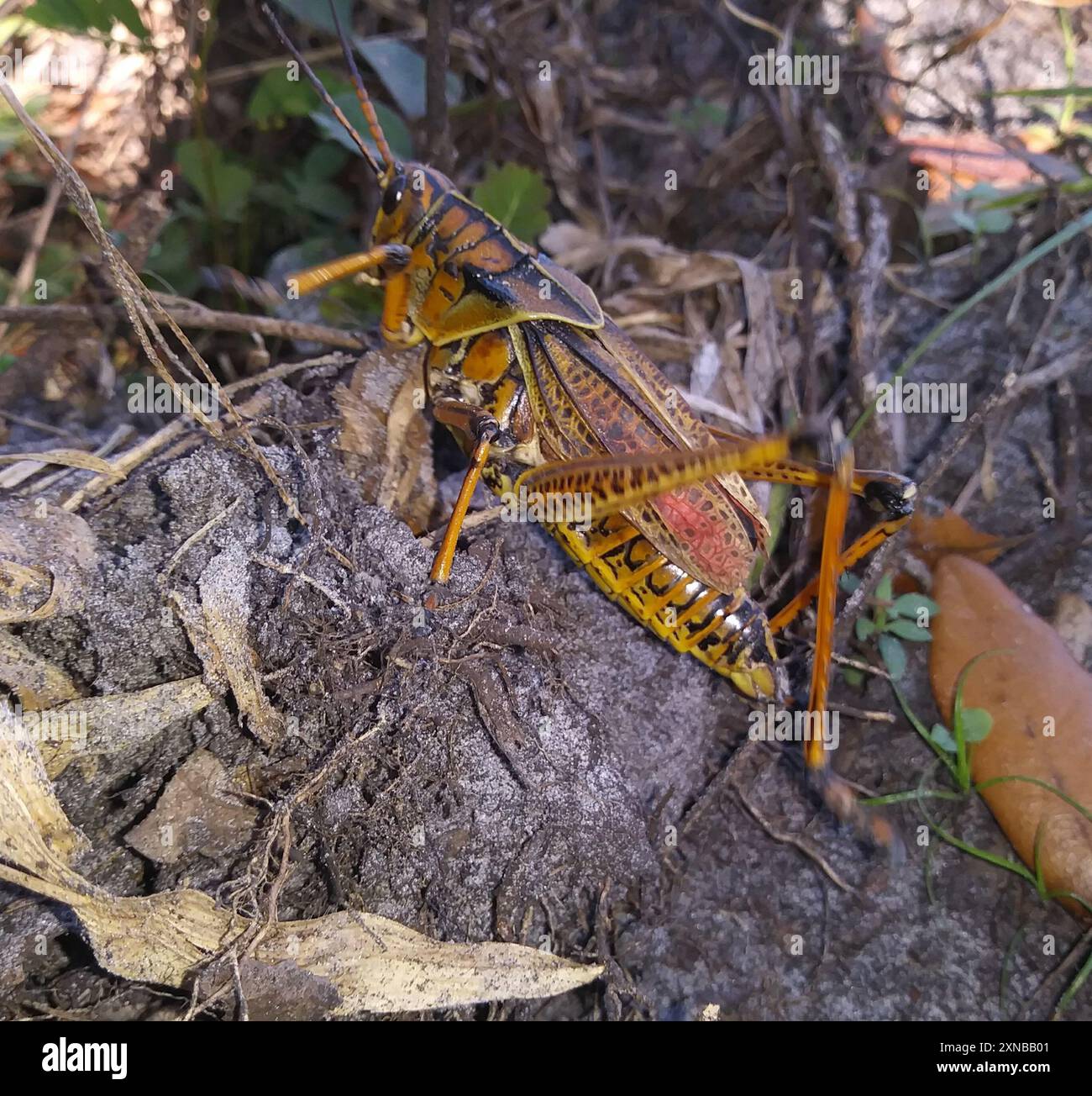Eastern Lubber Grasshopper (Romalea microptera) Insecta Stock Photo - Alamy