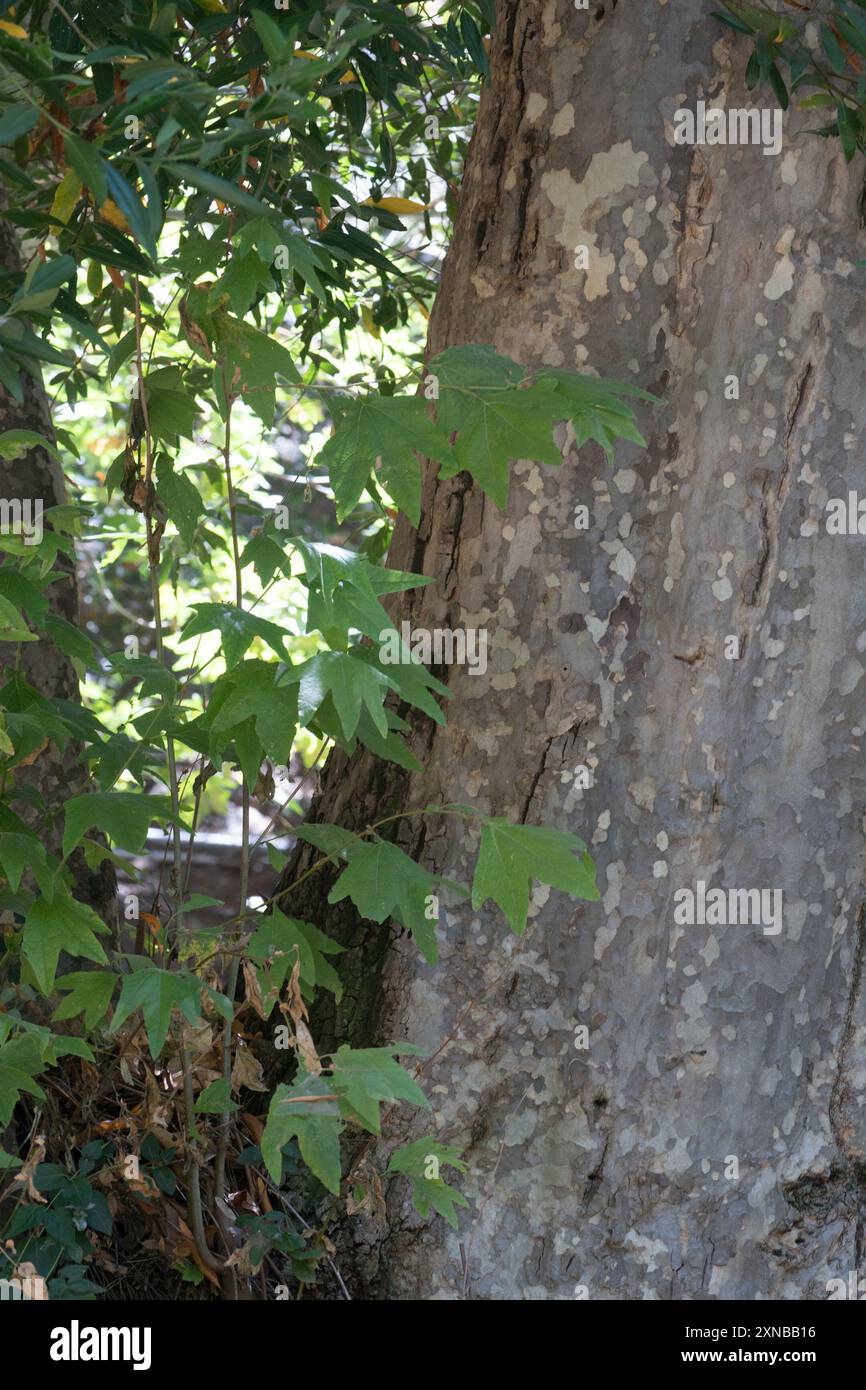 western sycamore (Platanus racemosa) Plantae Stock Photo - Alamy