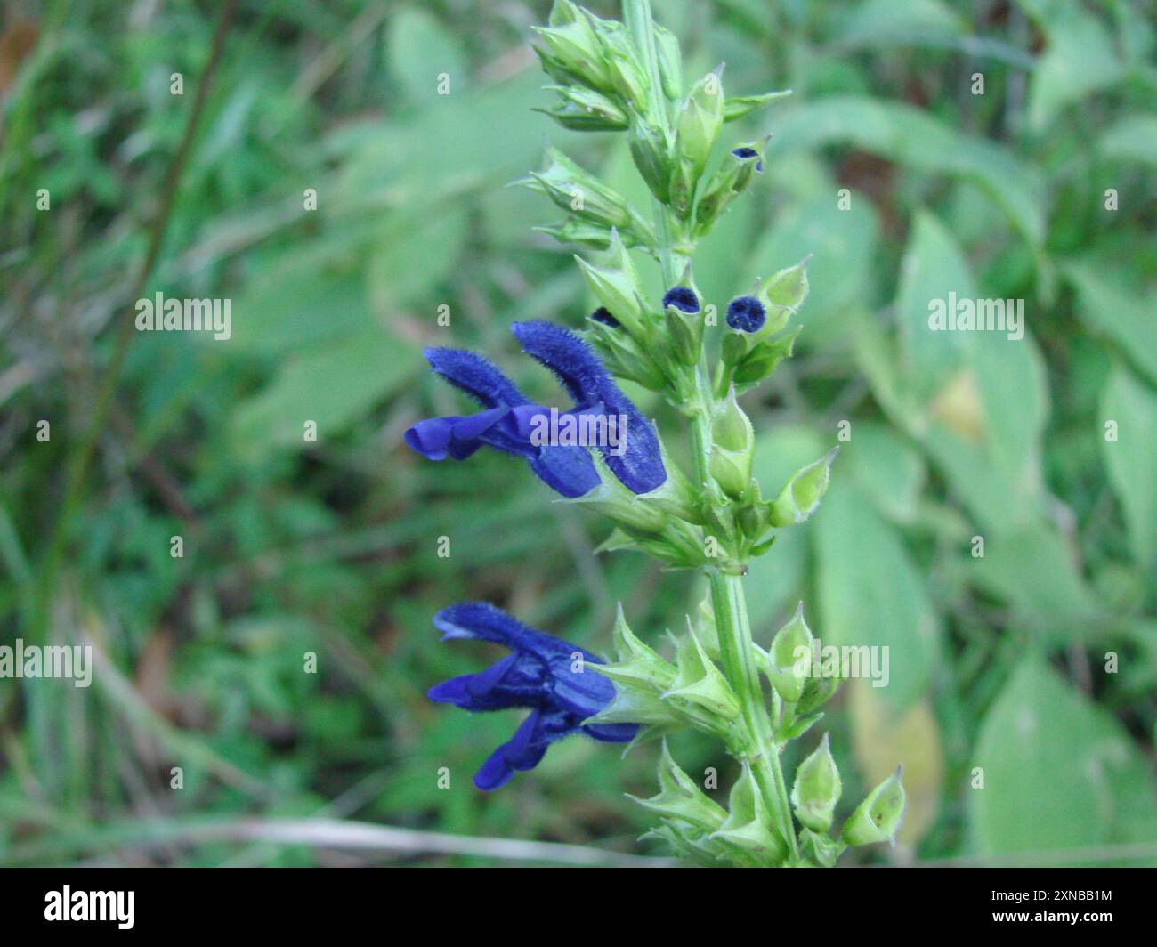 Mexican Sage (Salvia mexicana) Plantae Stock Photo - Alamy