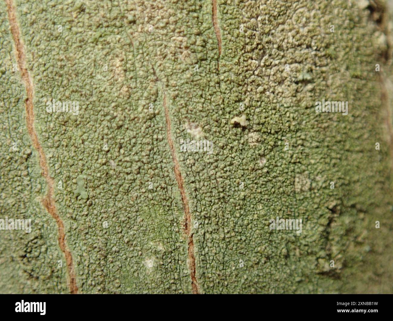 Variable Brown Dotlets (Lecidea varians) Fungi Stock Photo - Alamy