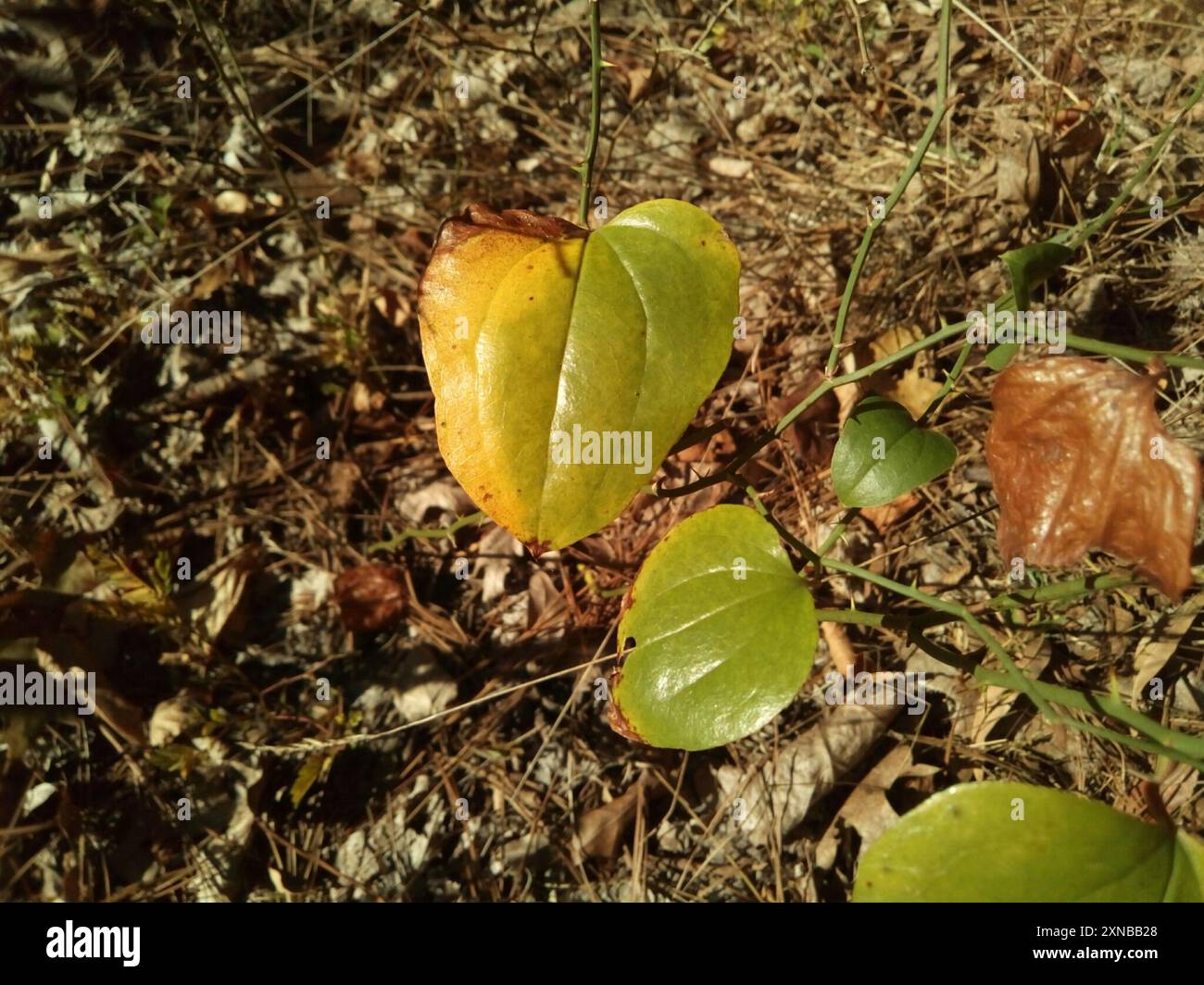 roundleaf greenbrier (Smilax rotundifolia) Plantae Stock Photo - Alamy
