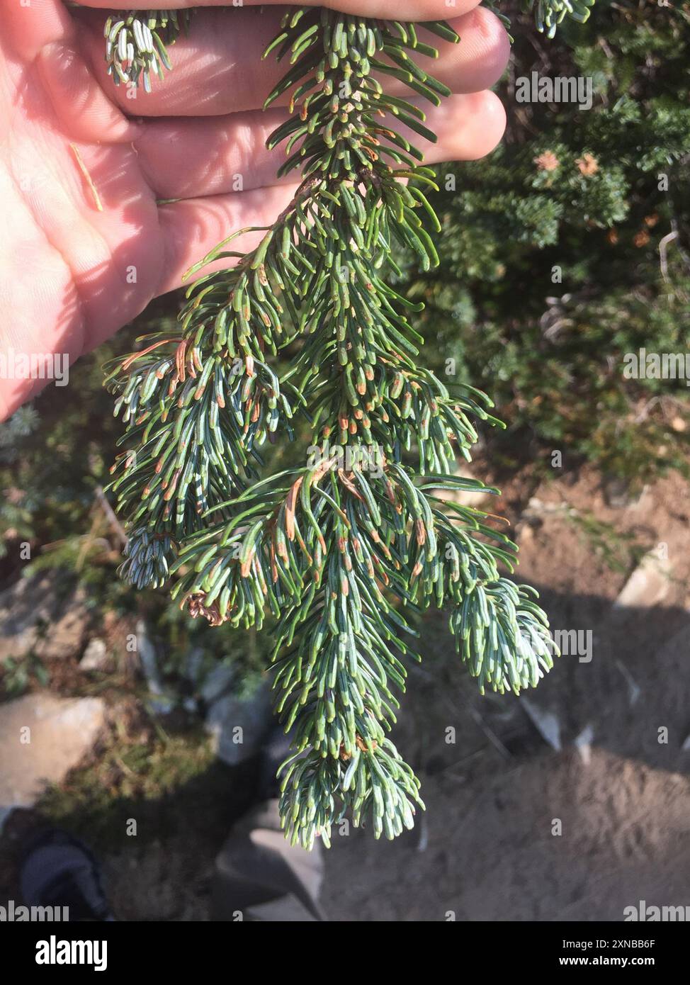 subalpine fir (Abies lasiocarpa) Plantae Stock Photo - Alamy