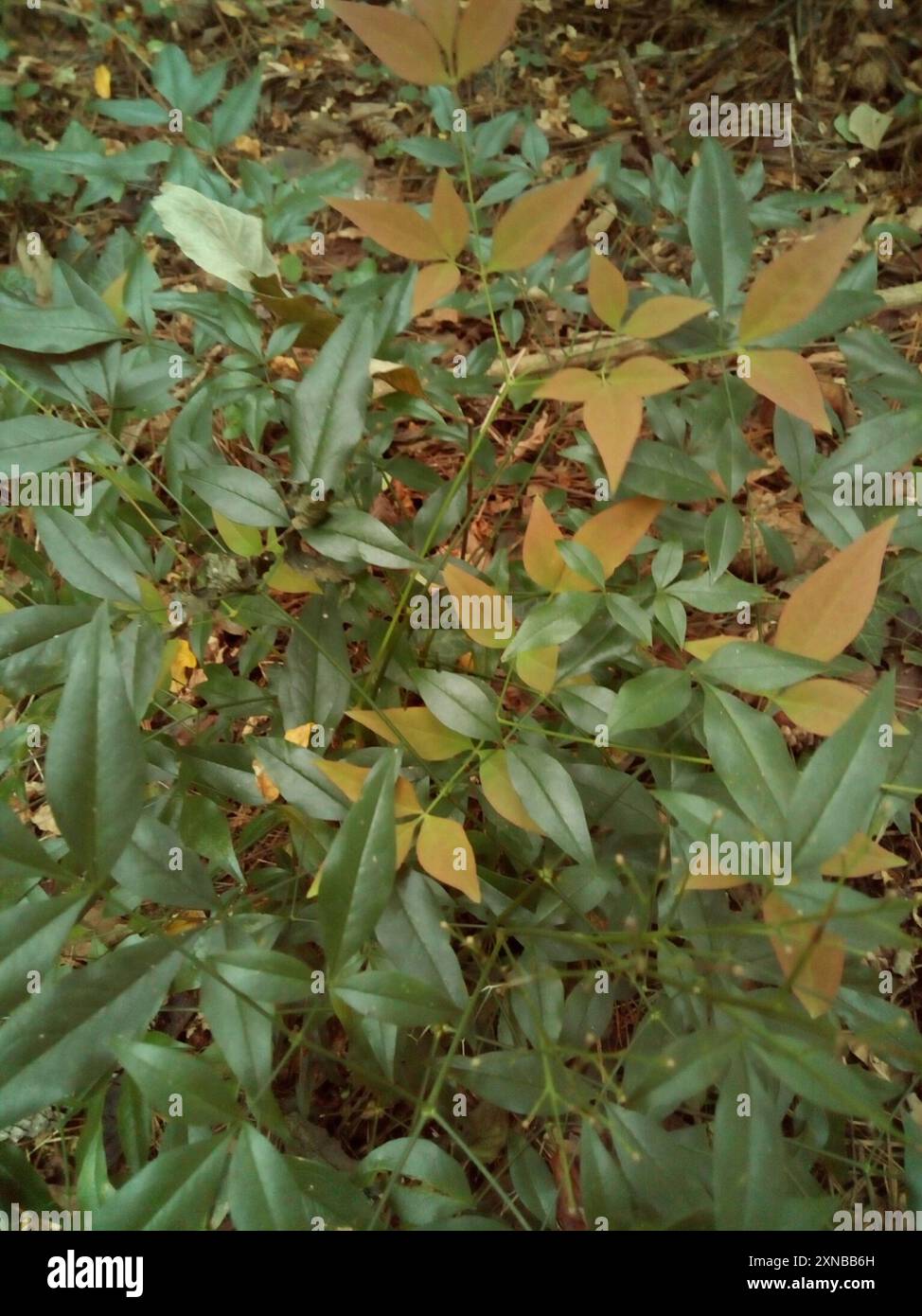 Heavenly bamboo (Nandina domestica) Plantae Stock Photo - Alamy