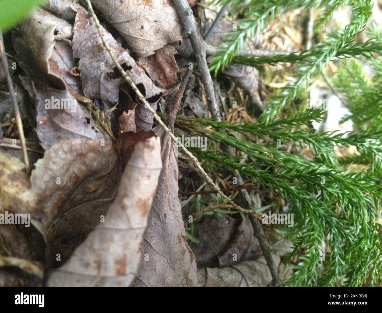 prickly tree-clubmoss (Dendrolycopodium dendroideum) Plantae Stock ...
