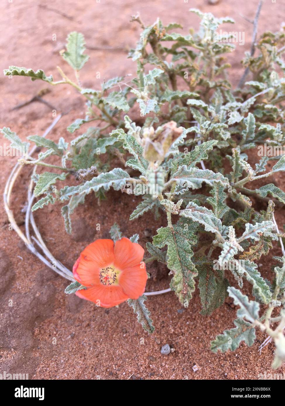 spear globemallow (Sphaeralcea hastulata) Plantae Stock Photo - Alamy