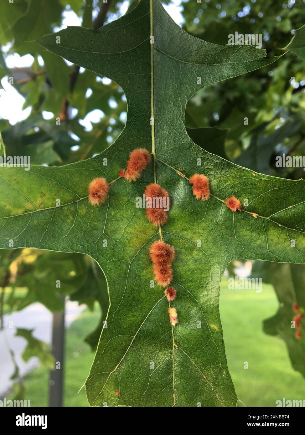 Furry Oak Leaf Gall Wasp (Callirhytis furva) Insecta Stock Photo - Alamy