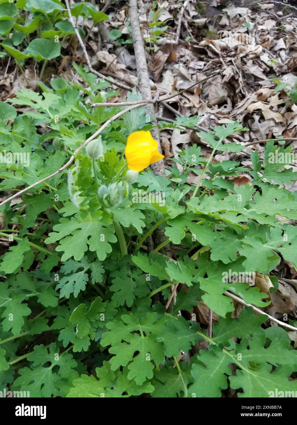 Celandine Poppy (Stylophorum diphyllum) Plantae Stock Photo - Alamy