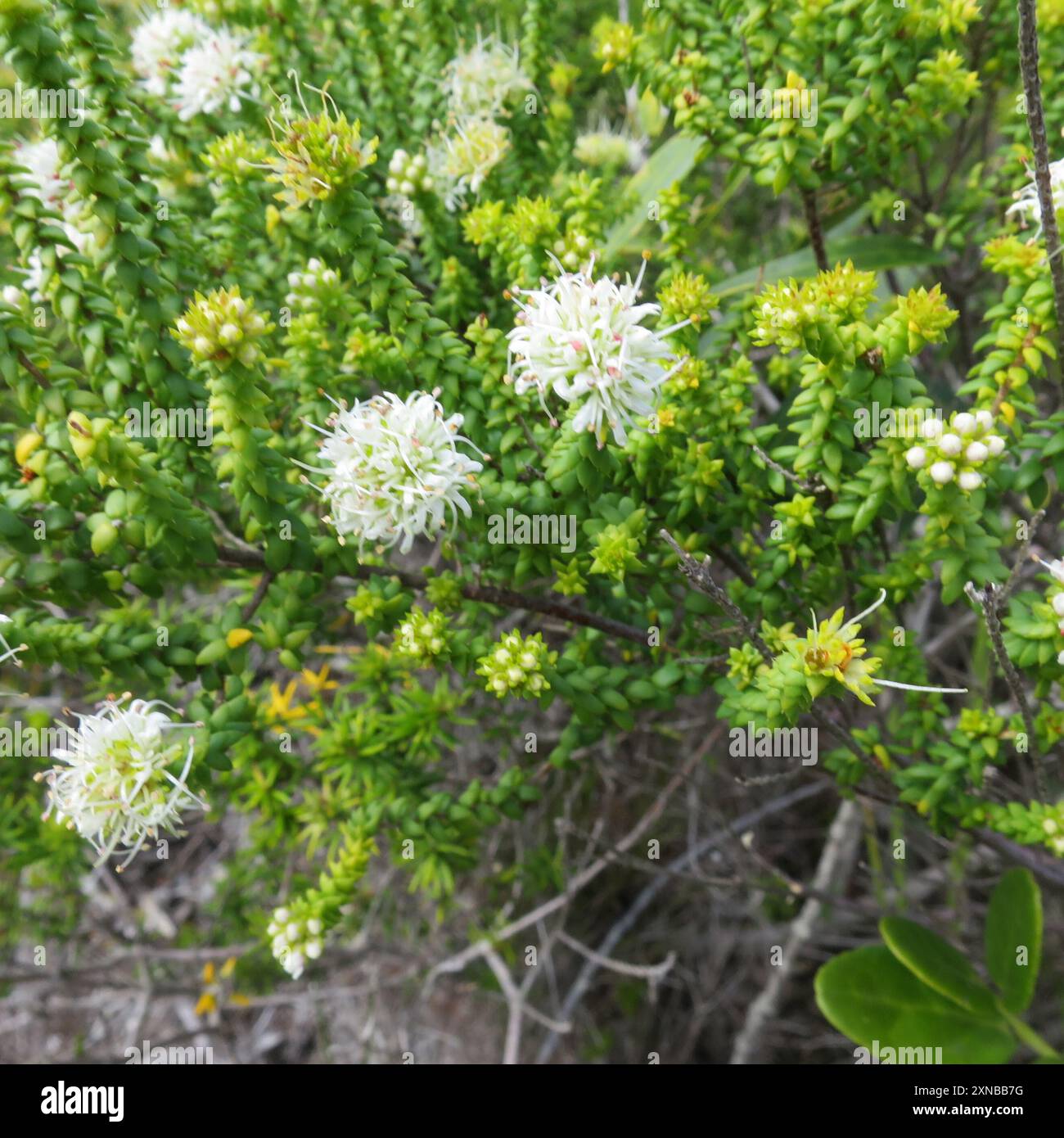 Garlic Buchu (Agathosma apiculata) Plantae Stock Photo - Alamy