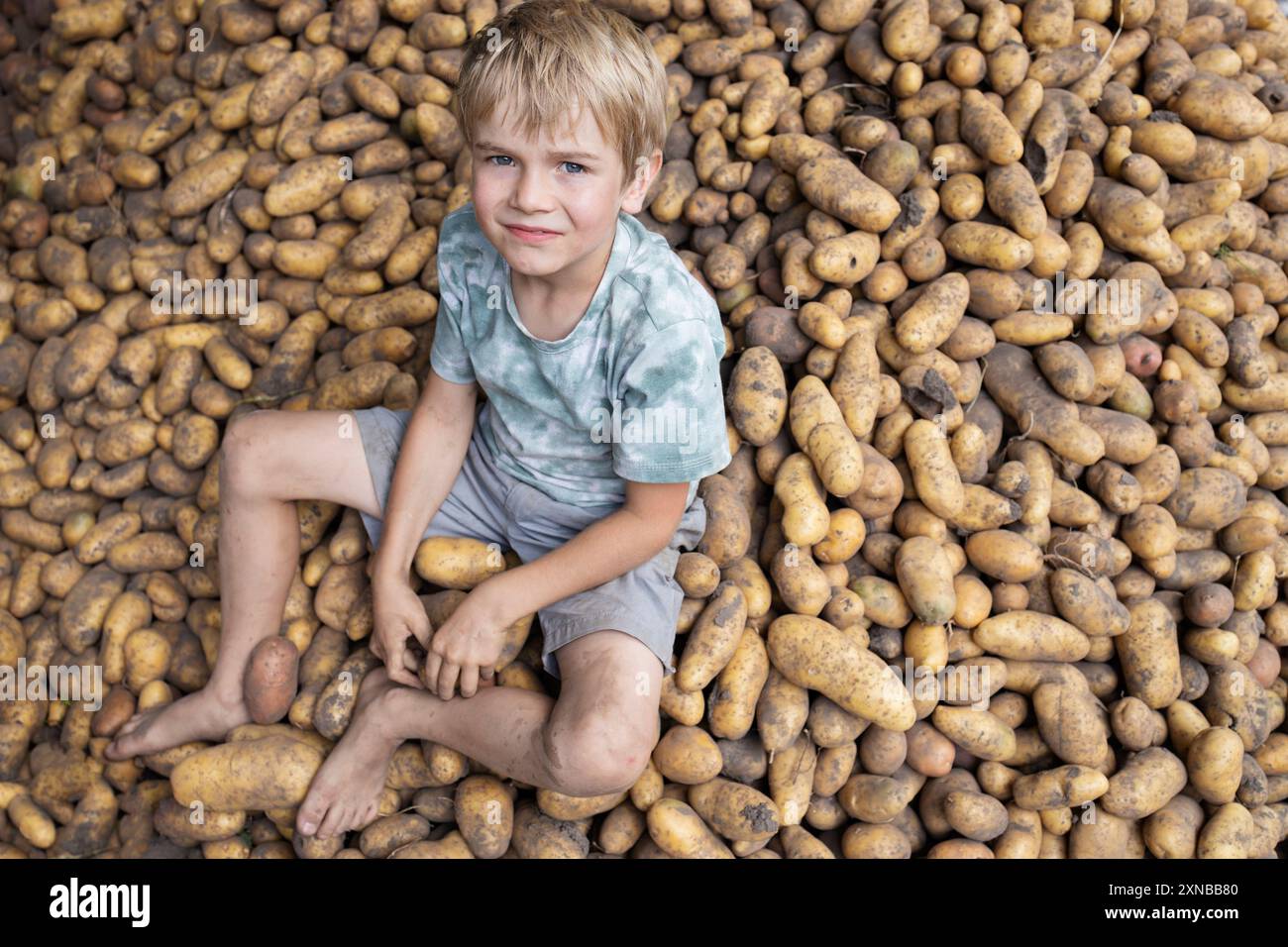 cheerful 7-year-old boy climbed onto a pile of freshly dug potatoes ...