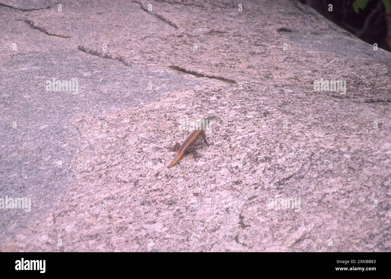 Flat Lizards (Platysaurus) Reptilia Stock Photo - Alamy