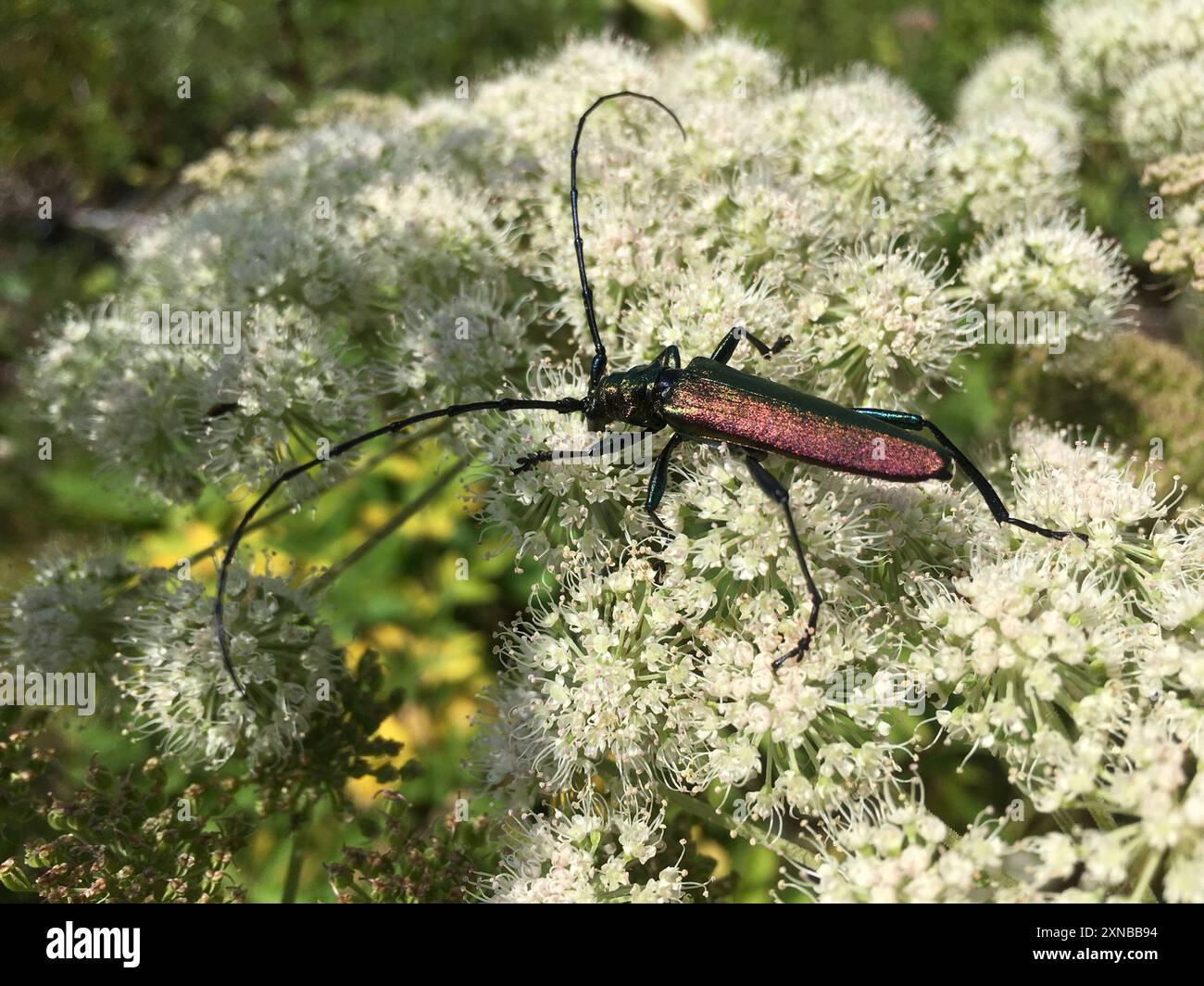 Musk beetle (Aromia moschata) Insecta Stock Photo - Alamy