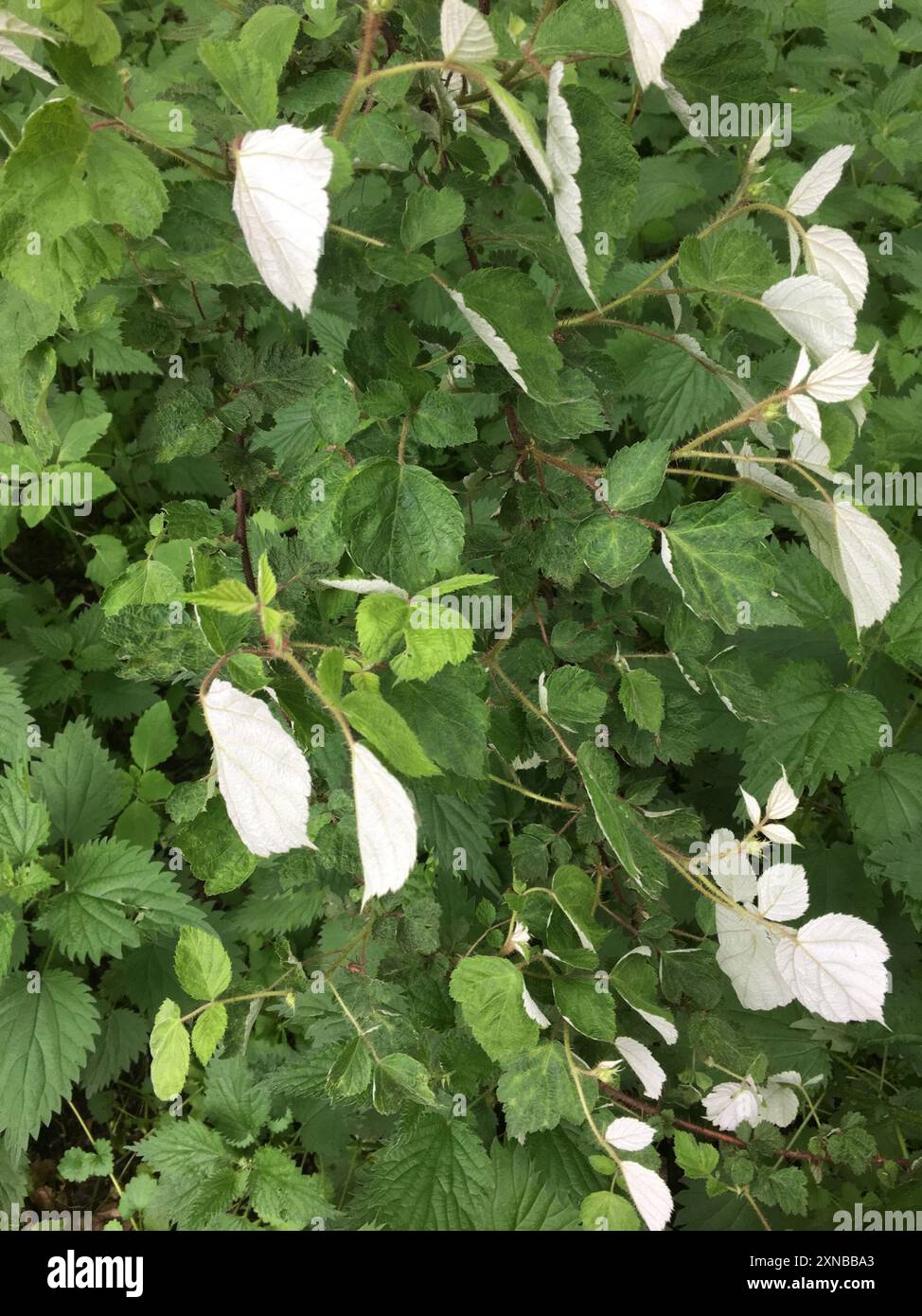 wineberry (Rubus phoenicolasius) Plantae Stock Photo - Alamy