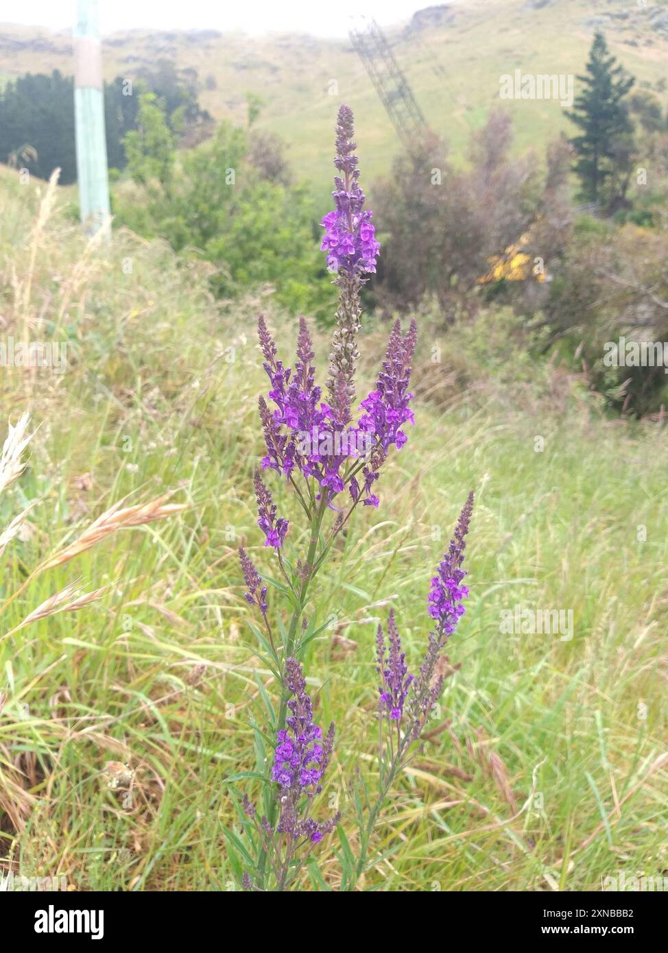 Purple Toadflax (Linaria purpurea) Plantae Stock Photo - Alamy