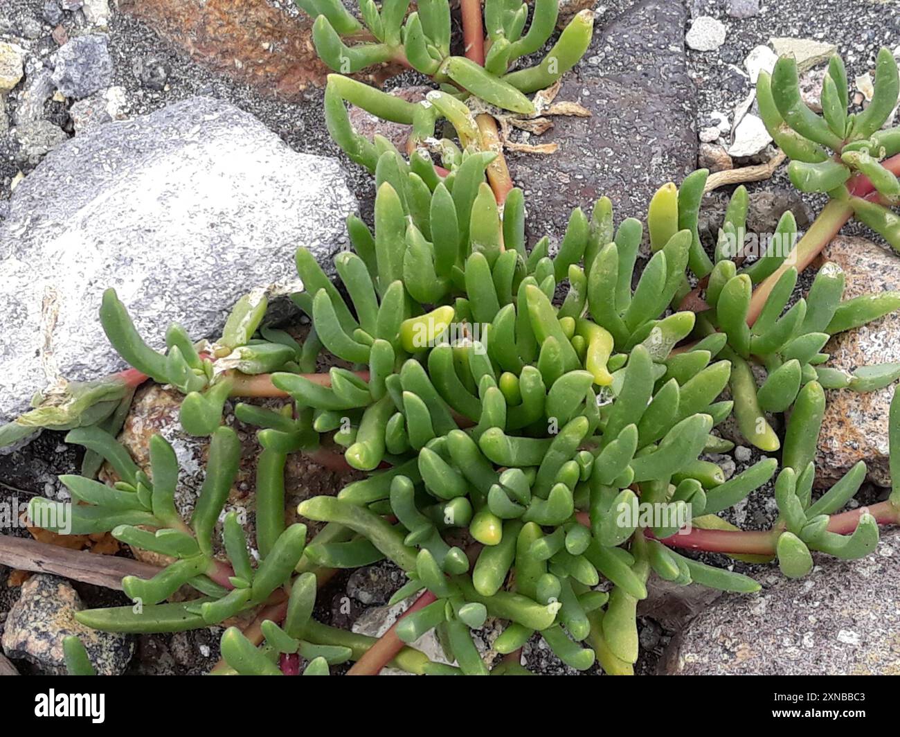 New Zealand Ice Plant (Disphyma australe australe) Plantae Stock Photo ...