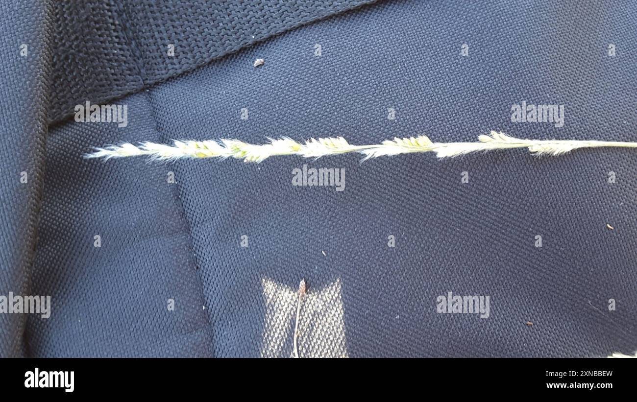 Texas cup grass (Eriochloa sericea) Plantae Stock Photo - Alamy